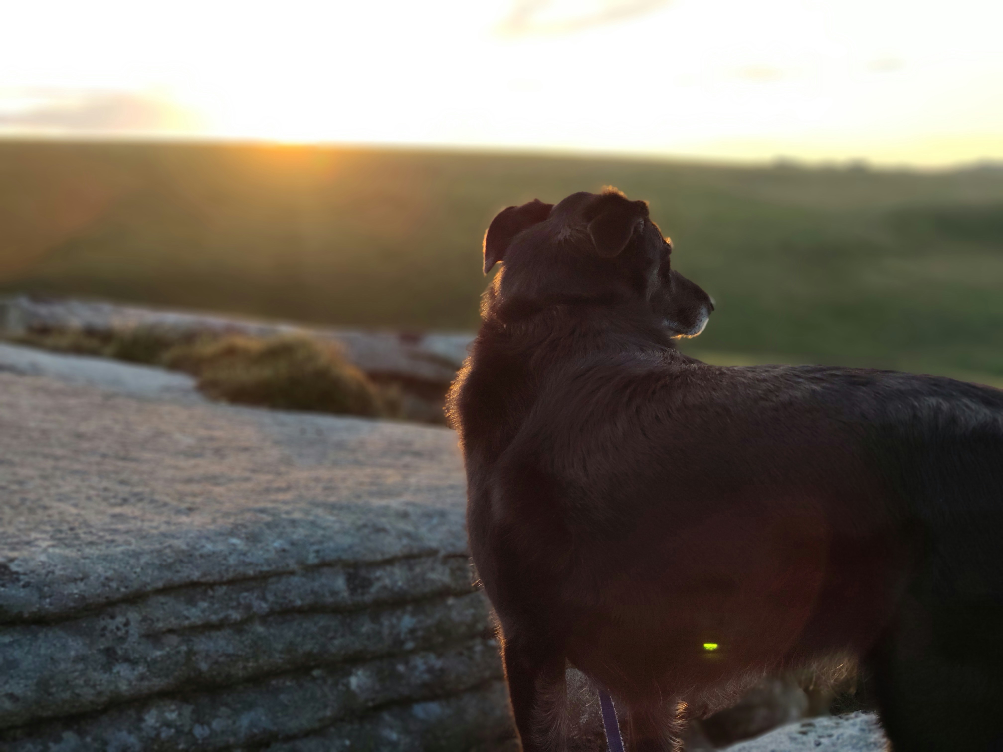 Black dog gazing at the horizon as the sun sets over rolling hills. The tranquil scene captures a moment of reflection.
