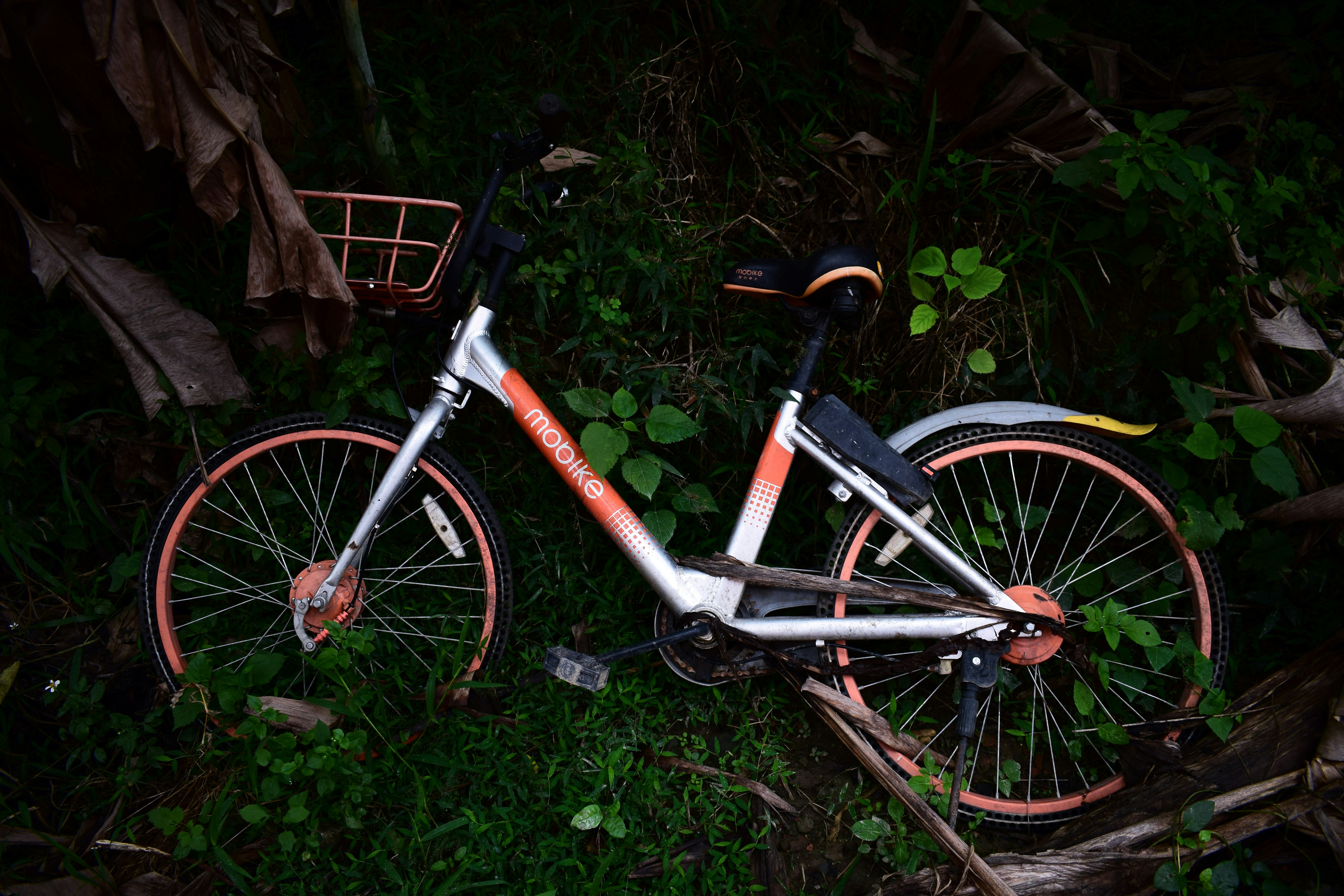 Rusted City Bicycle Resting Among Greenery