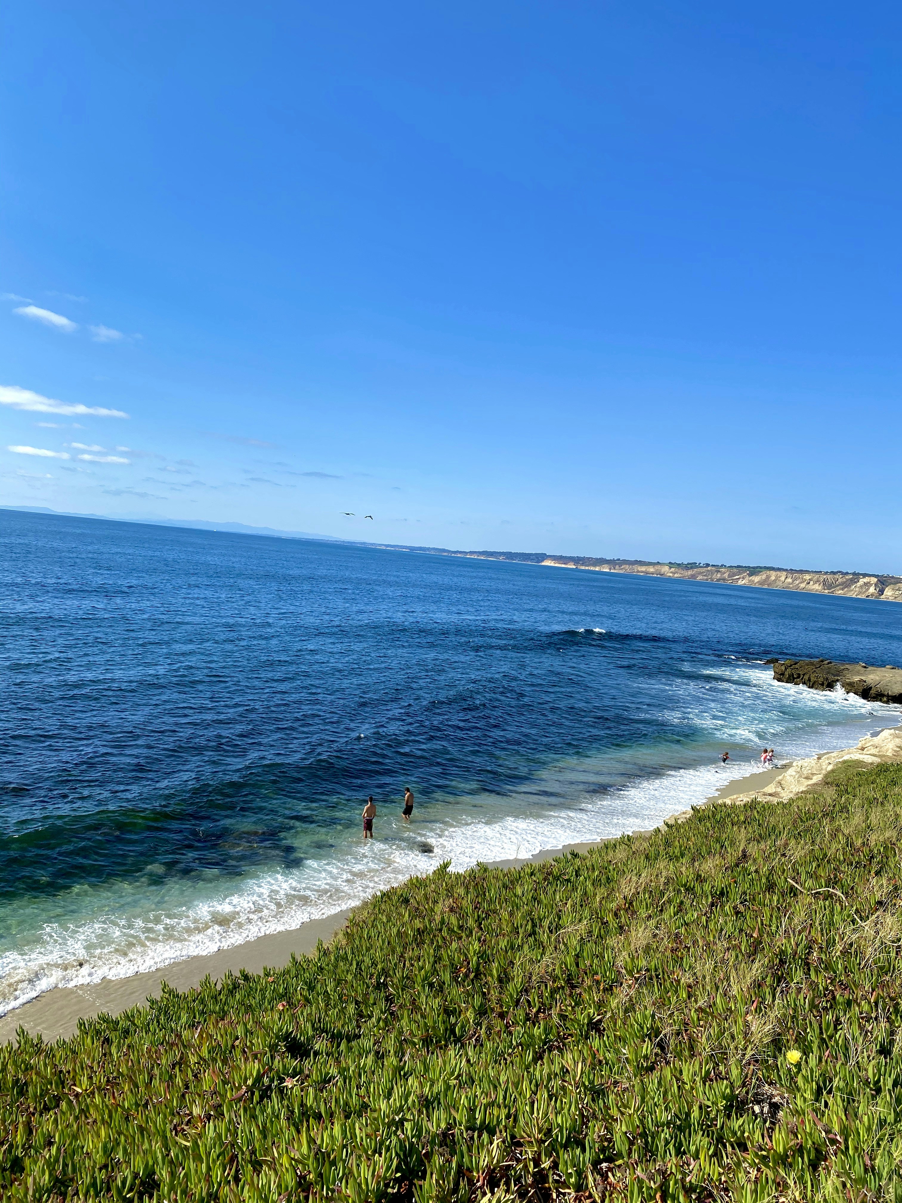 Coastal Verge: Sunlit Atlantic Crest from a Clifftop Bloom