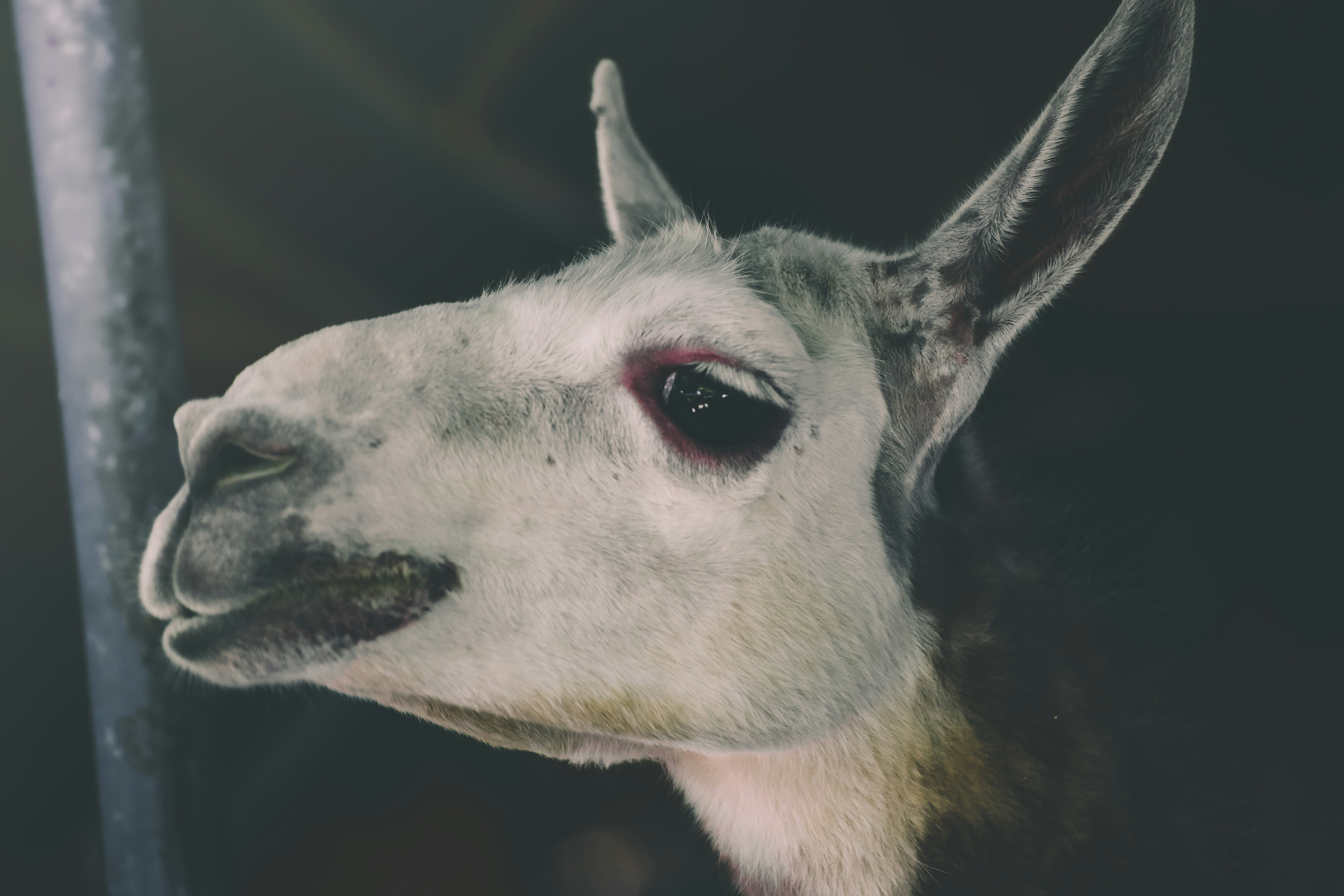 Llama Gaze Through Stable Light