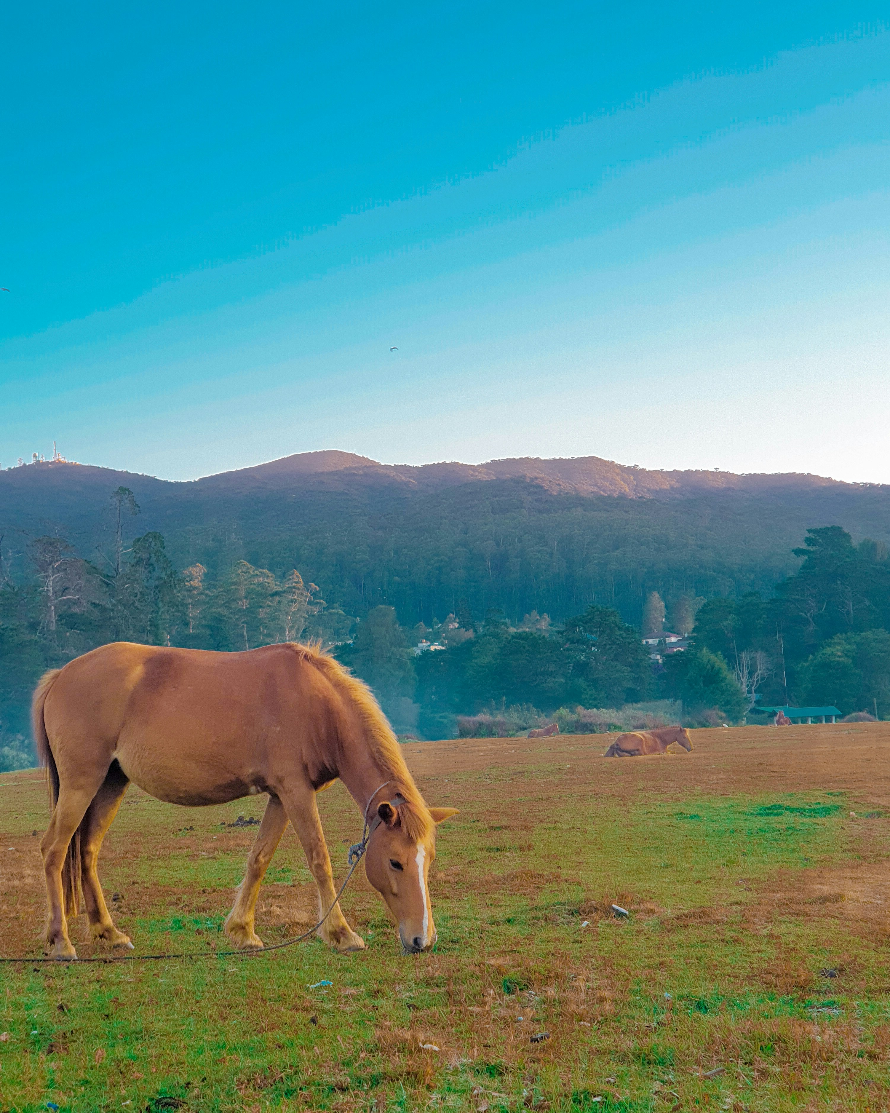 Sunlit Grazing: A Golden Mare in a Quiet Meadow