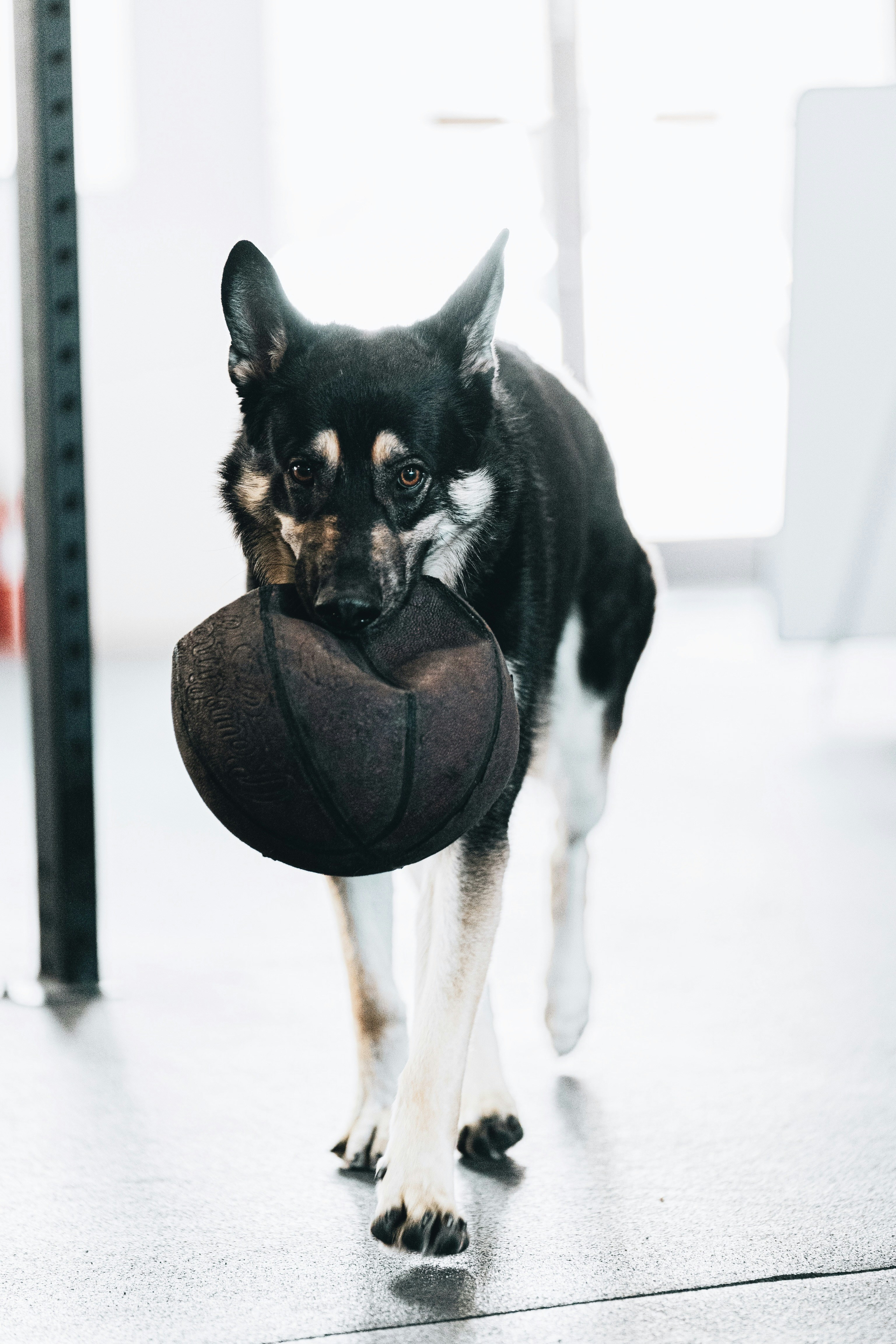 Black and tan short coat small dog biting brown basketball photo – Free ...