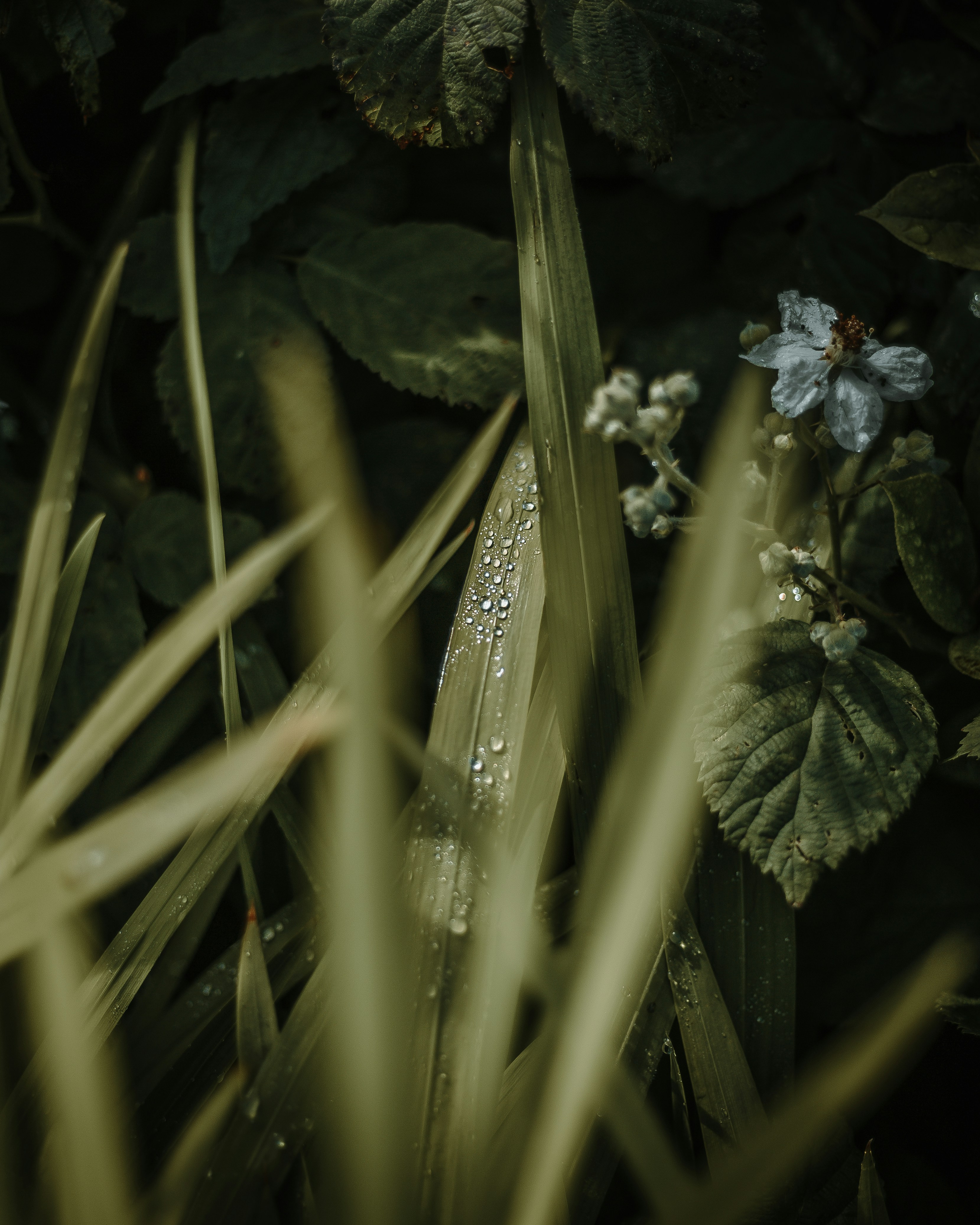 Dew on a Silent Blade: Night-Forest Macro