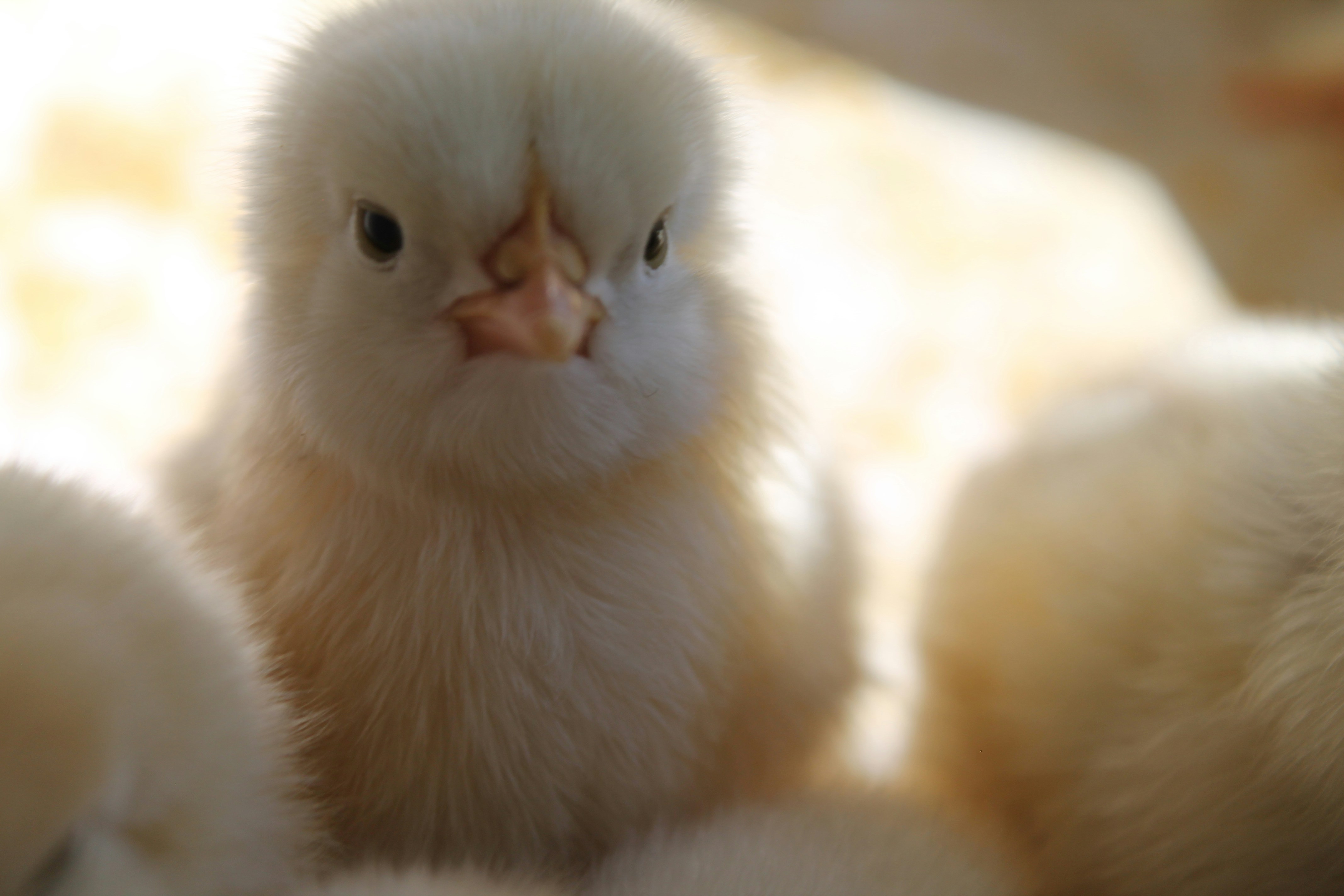 Baby Chicks Pictures | Download Free Images on Unsplash