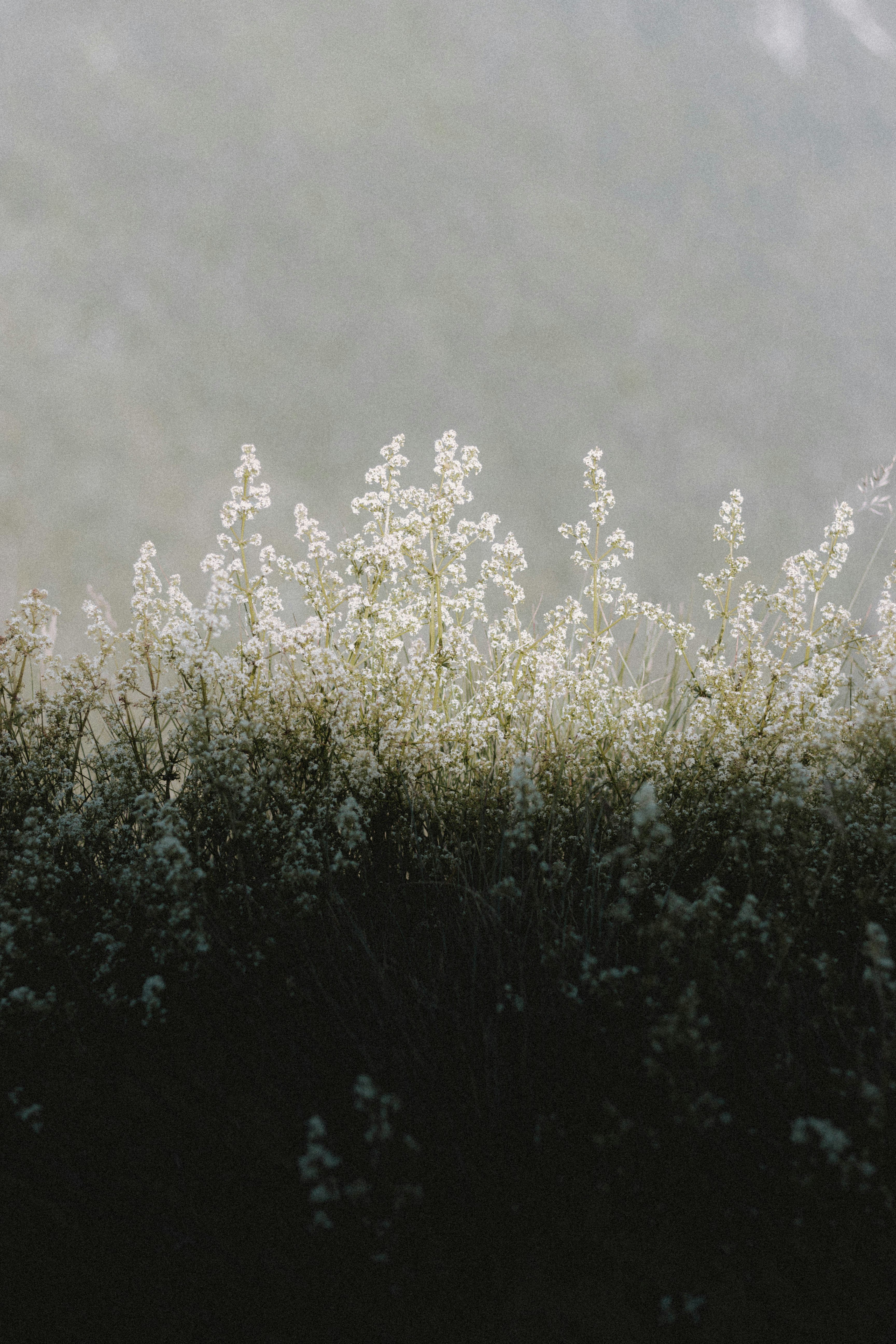 white flowers on black and white textile
