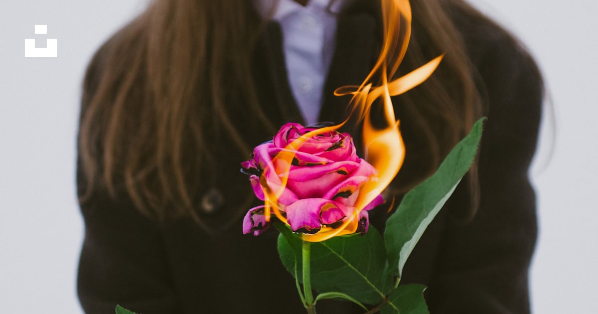 Woman In Black Long Sleeve Shirt Holding Purple Flower Photo Free
