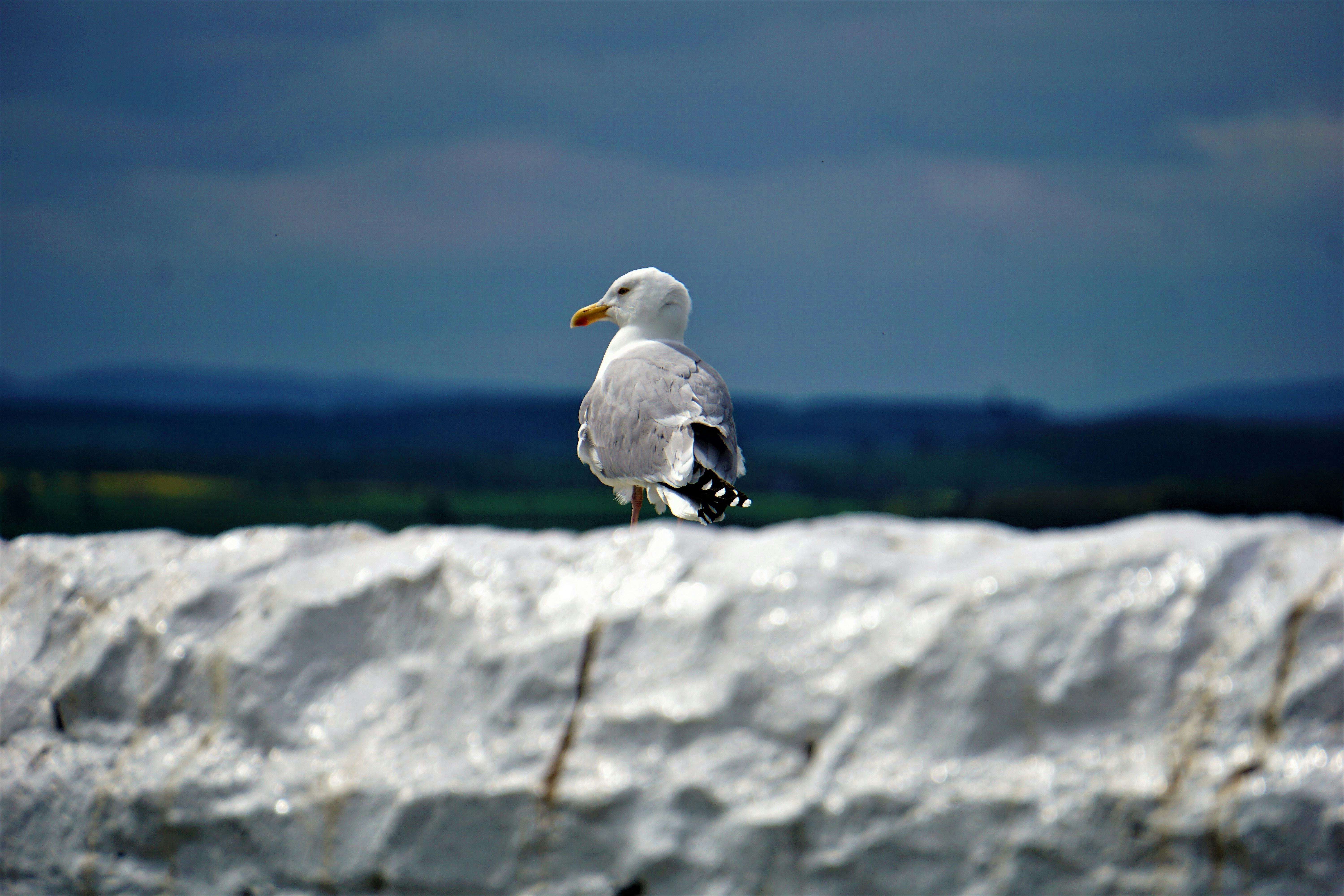 Seagull on the Crag: A Lone Watcher Over the Aegean-like Horizon