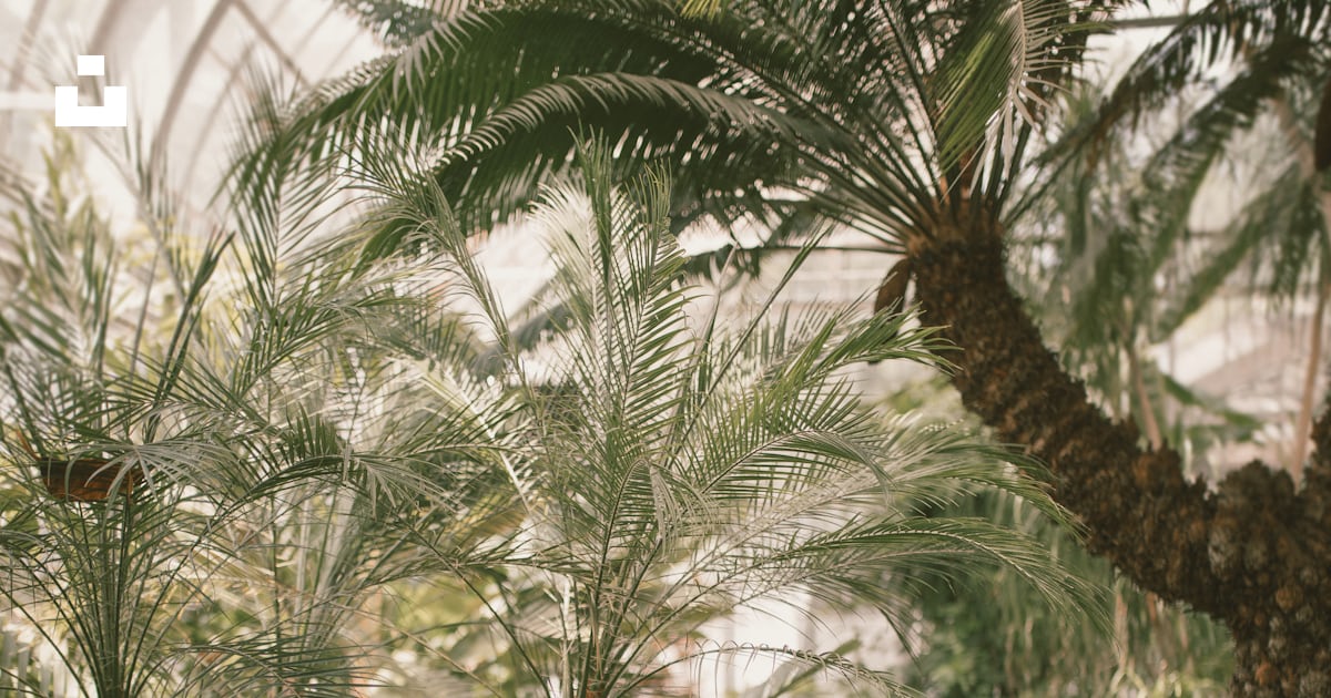 Foto Mujer En Bikini Negro Sentada En Una Palmera Durante El Día
