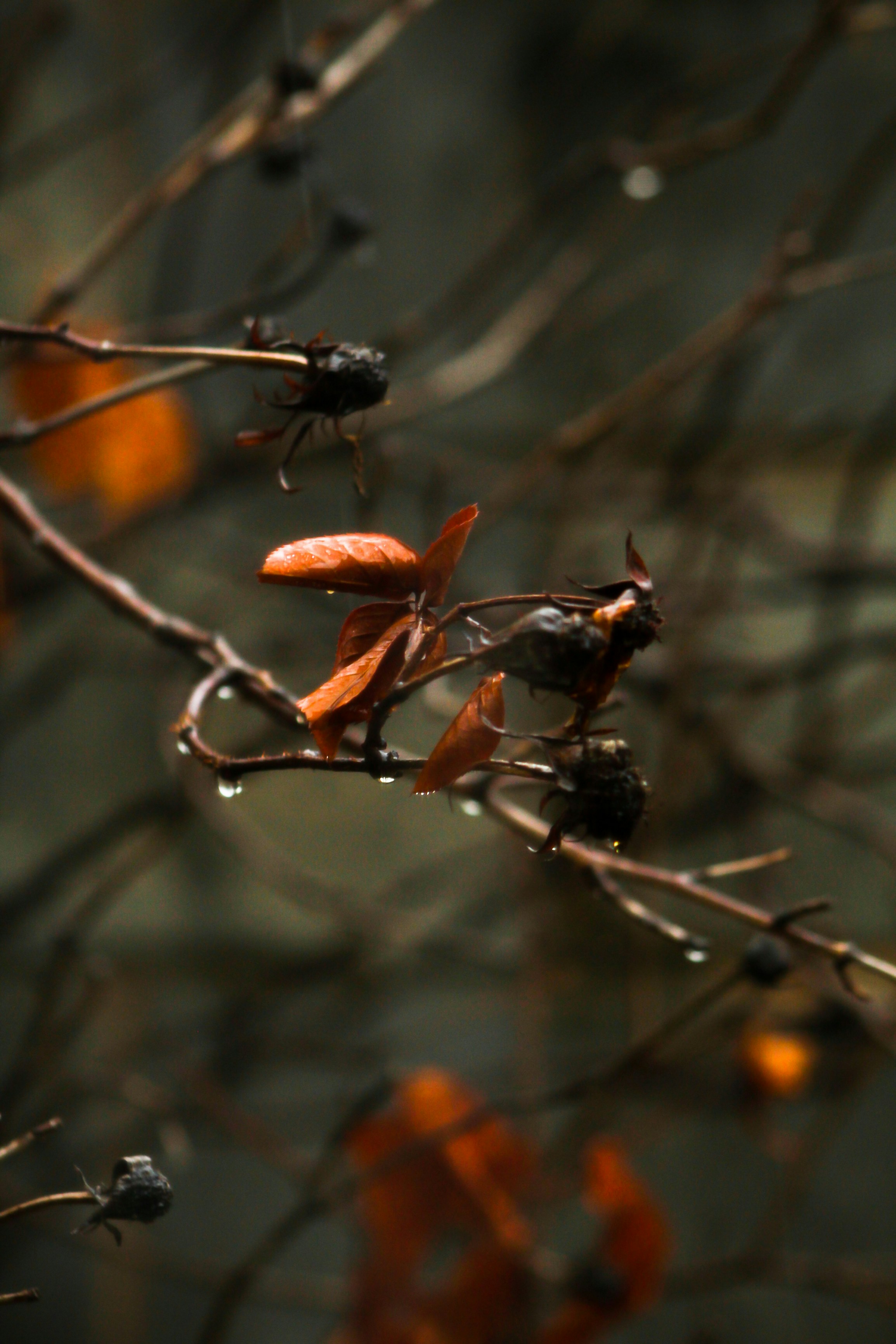 Close-up of dried branches with orange leaves and water droplets against a blurred background.