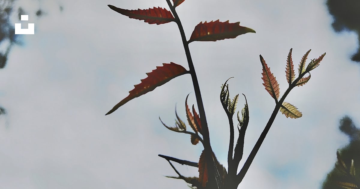 Foto Planta De Hoja Roja En Fotografía De Primer Plano Imagen Hoja