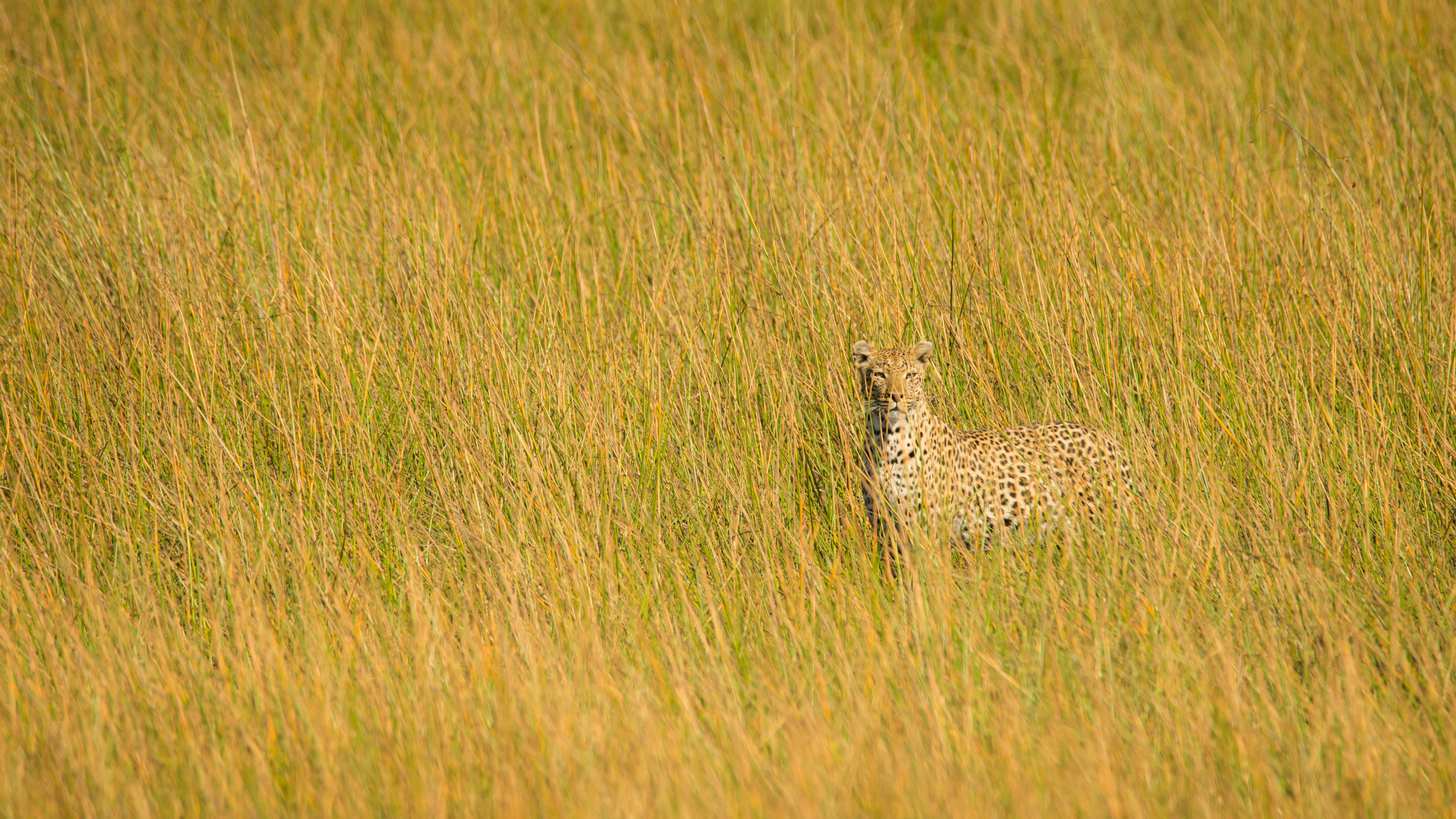 Leopard camouflaged in tall golden grass, observing its surroundings with keen eyes. The scene captures the essence of wildlife stealth.