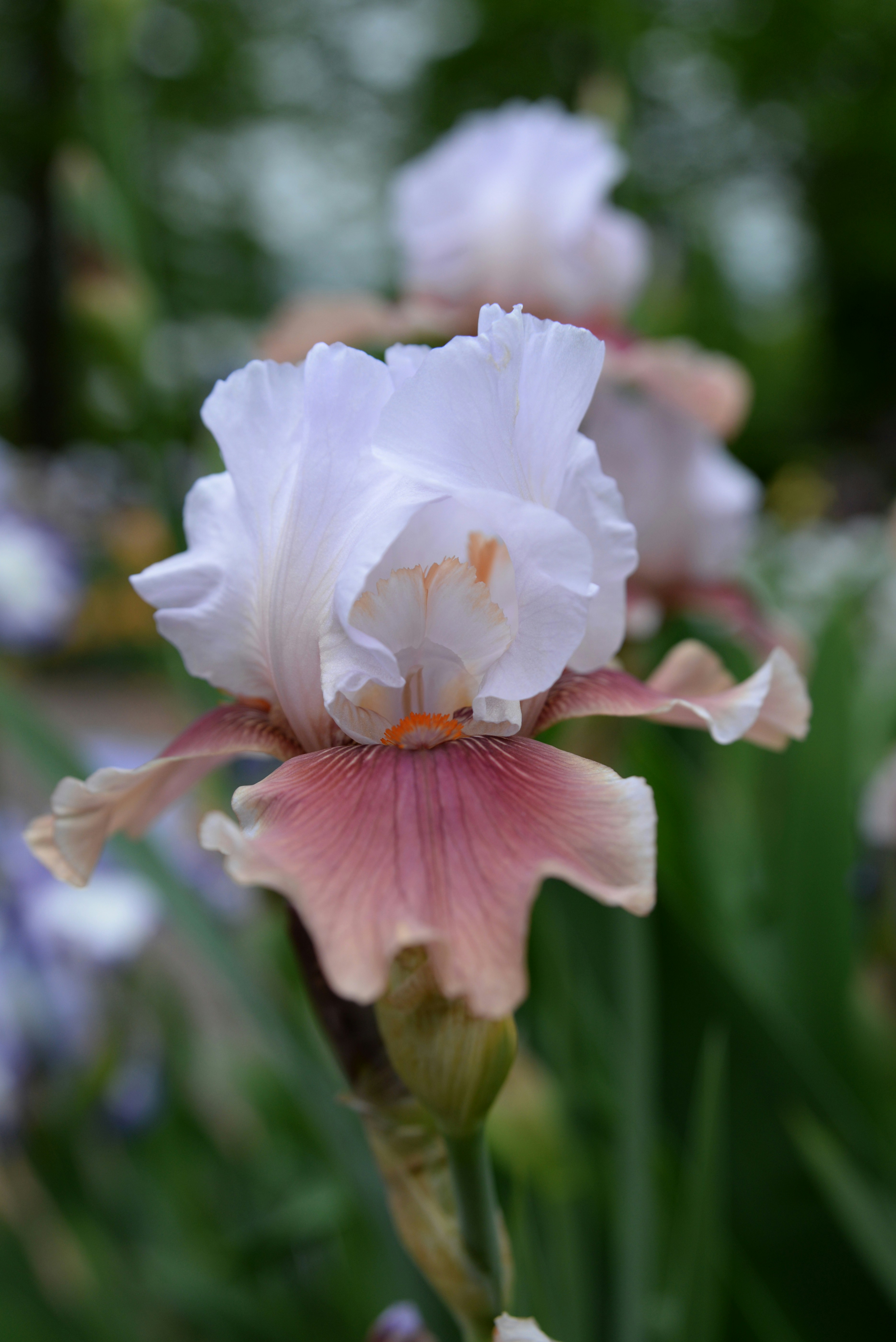 Iris in Soft Focus: A Pale Bloom Rising Above a Garden Bed
