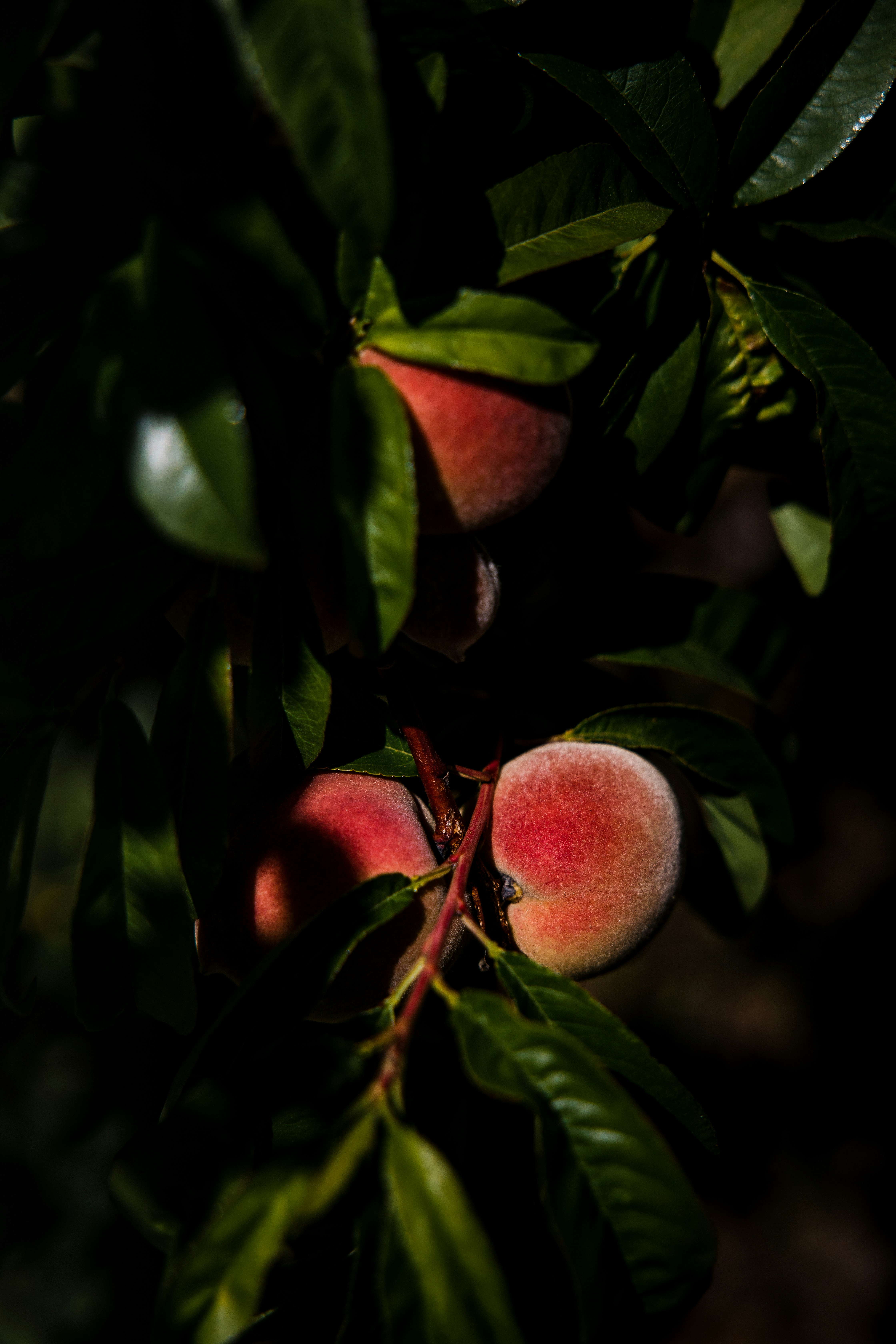 Ripening peaches nestled among lush green leaves, showcasing their soft blush and velvety texture.