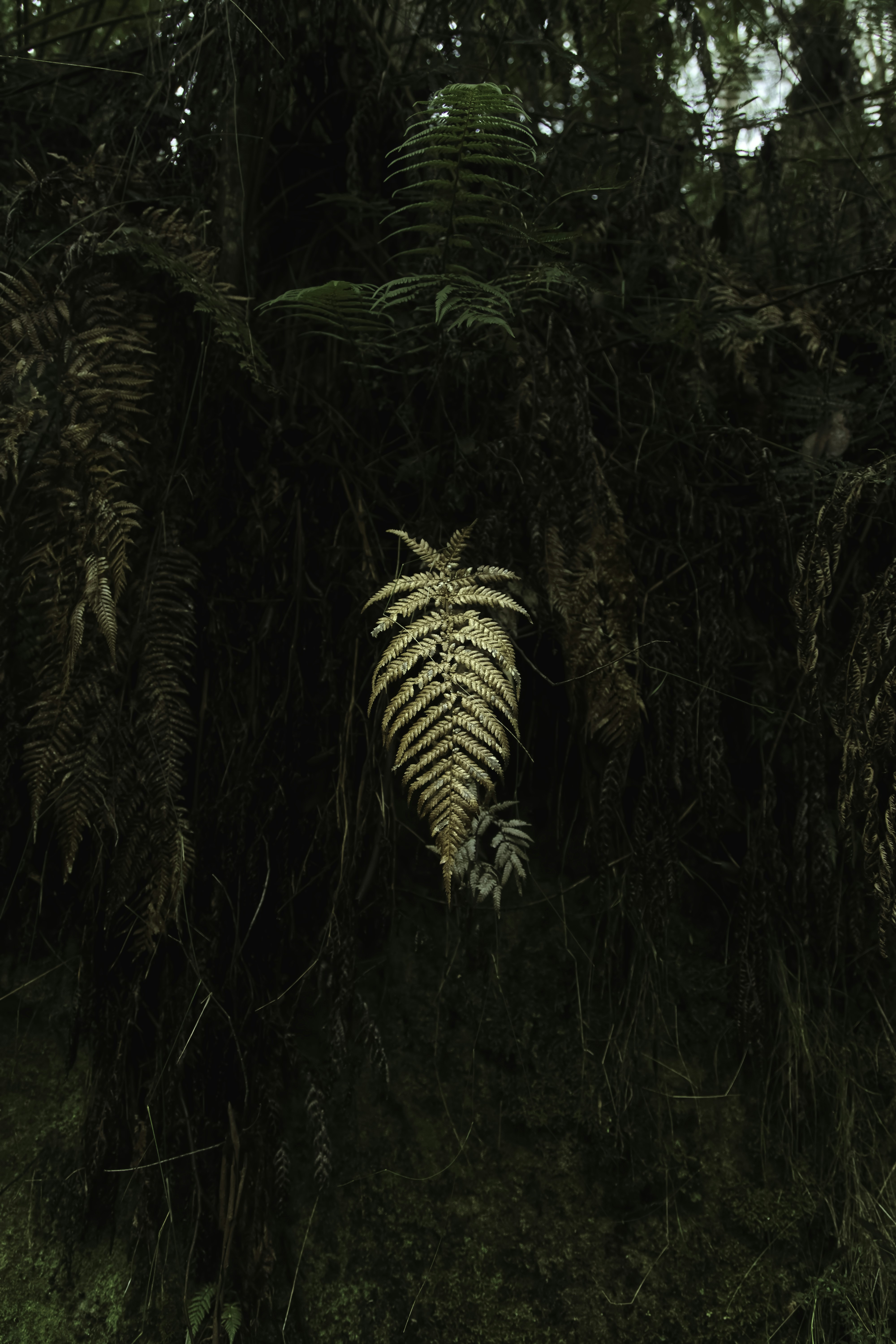Spotlight on a Solitary Fern: Warm Frond Illuminates a Dense Fern Forest