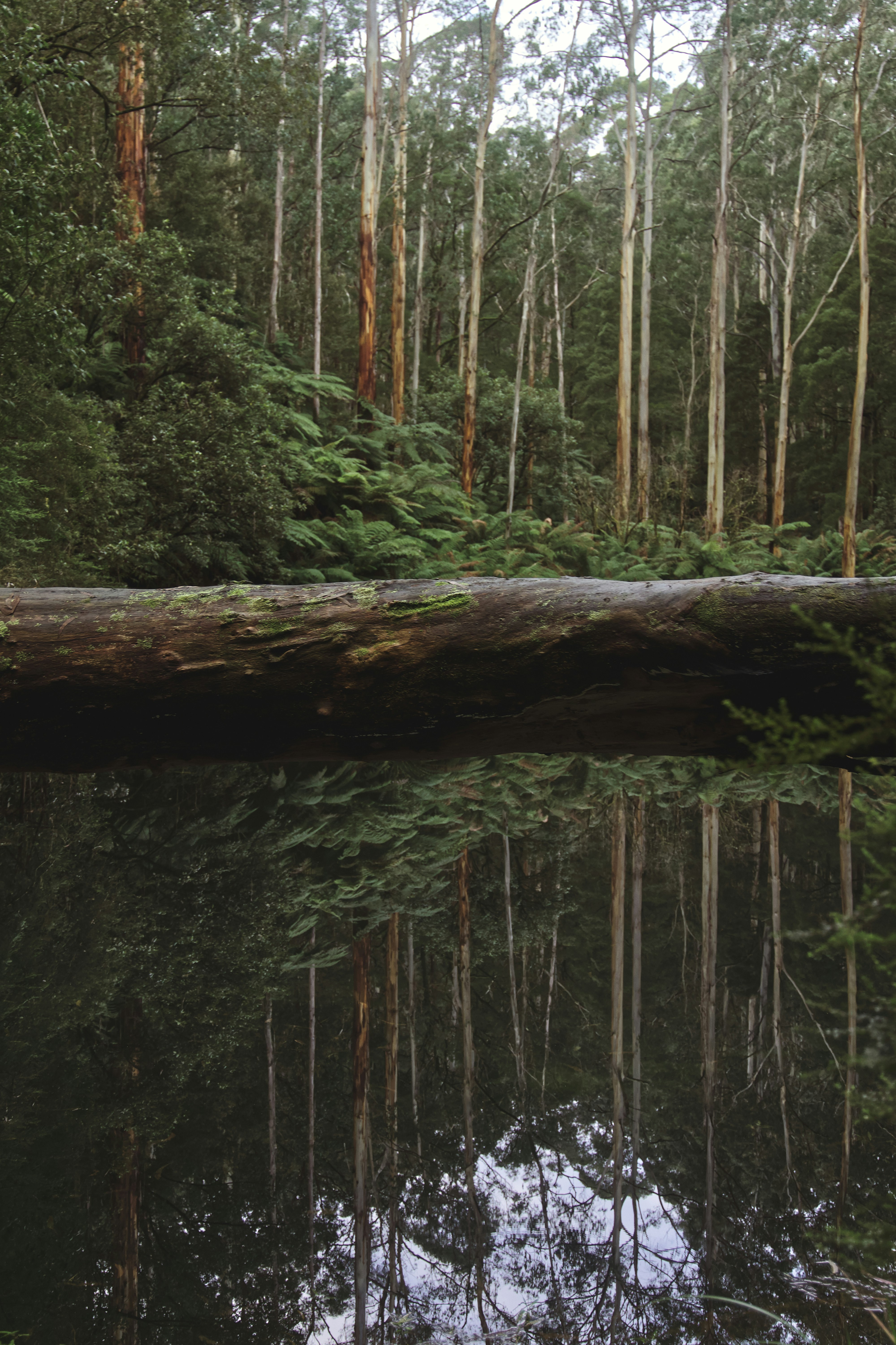 Brown tree log in forest photo – Free Great otway national park Image ...