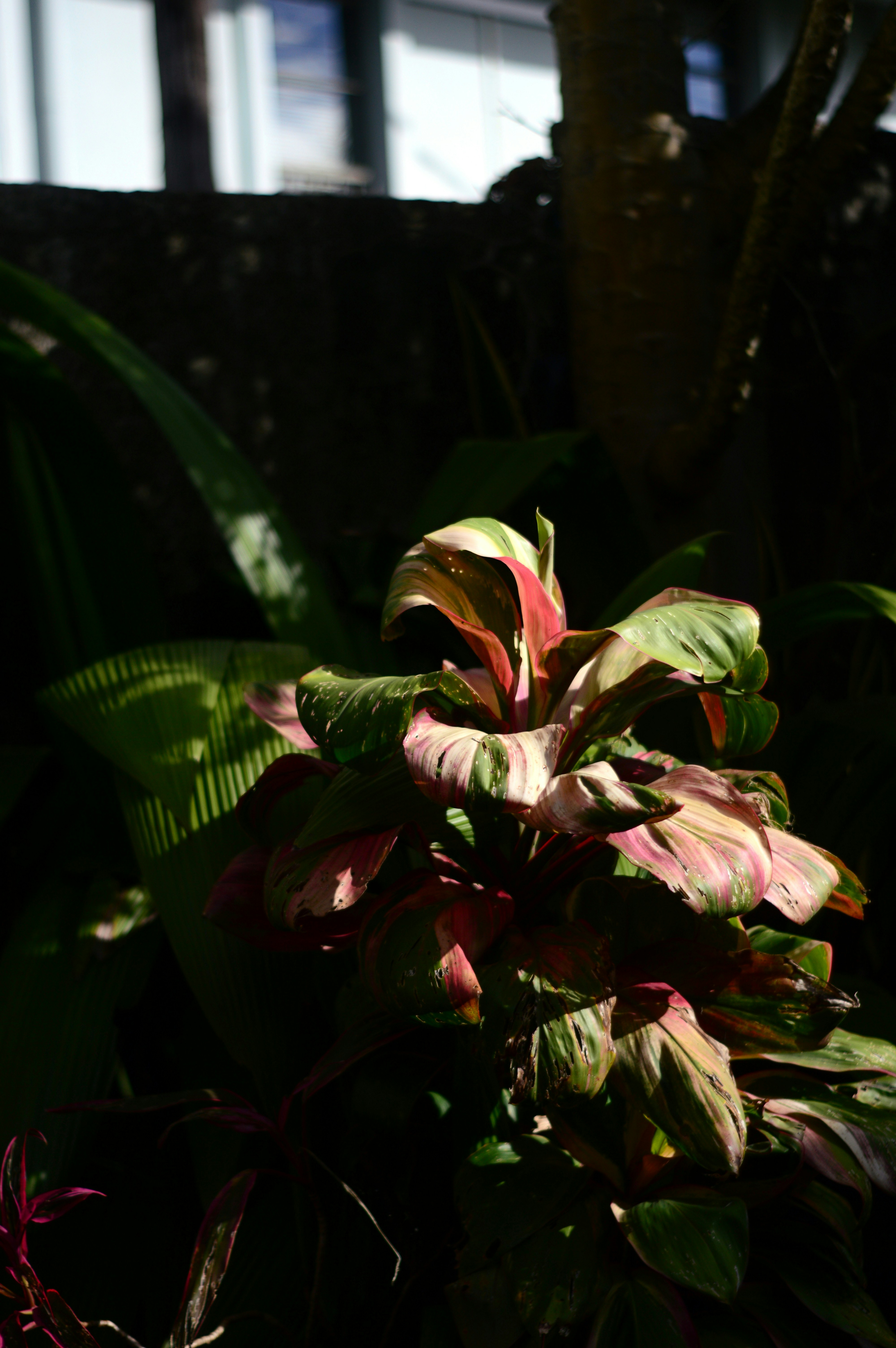 Plante rouge et verte en gros plan photo – Photo Plante Gratuite sur ...
