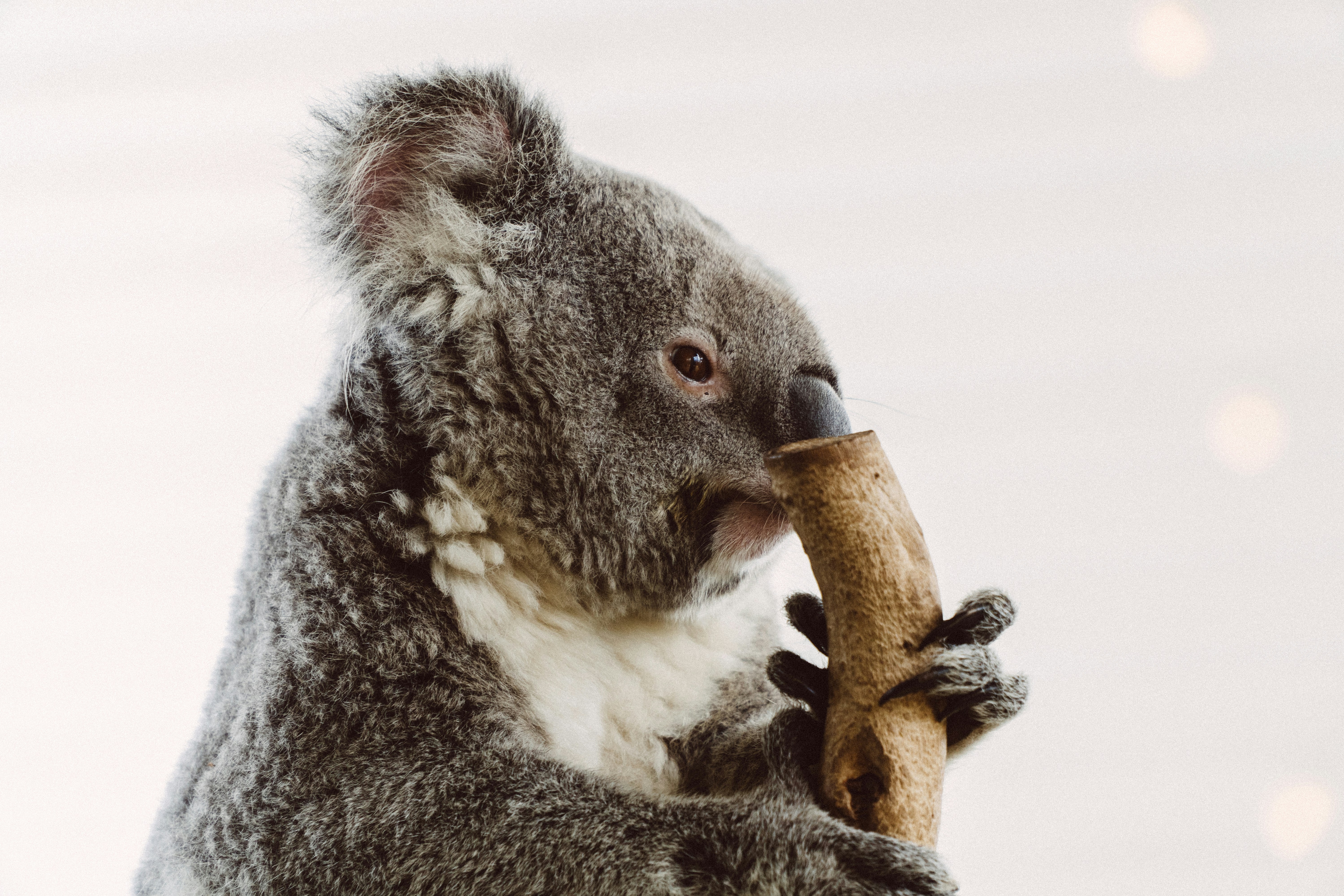 Koala holding a piece of eucalyptus bark, showcasing its natural behavior in a serene setting.