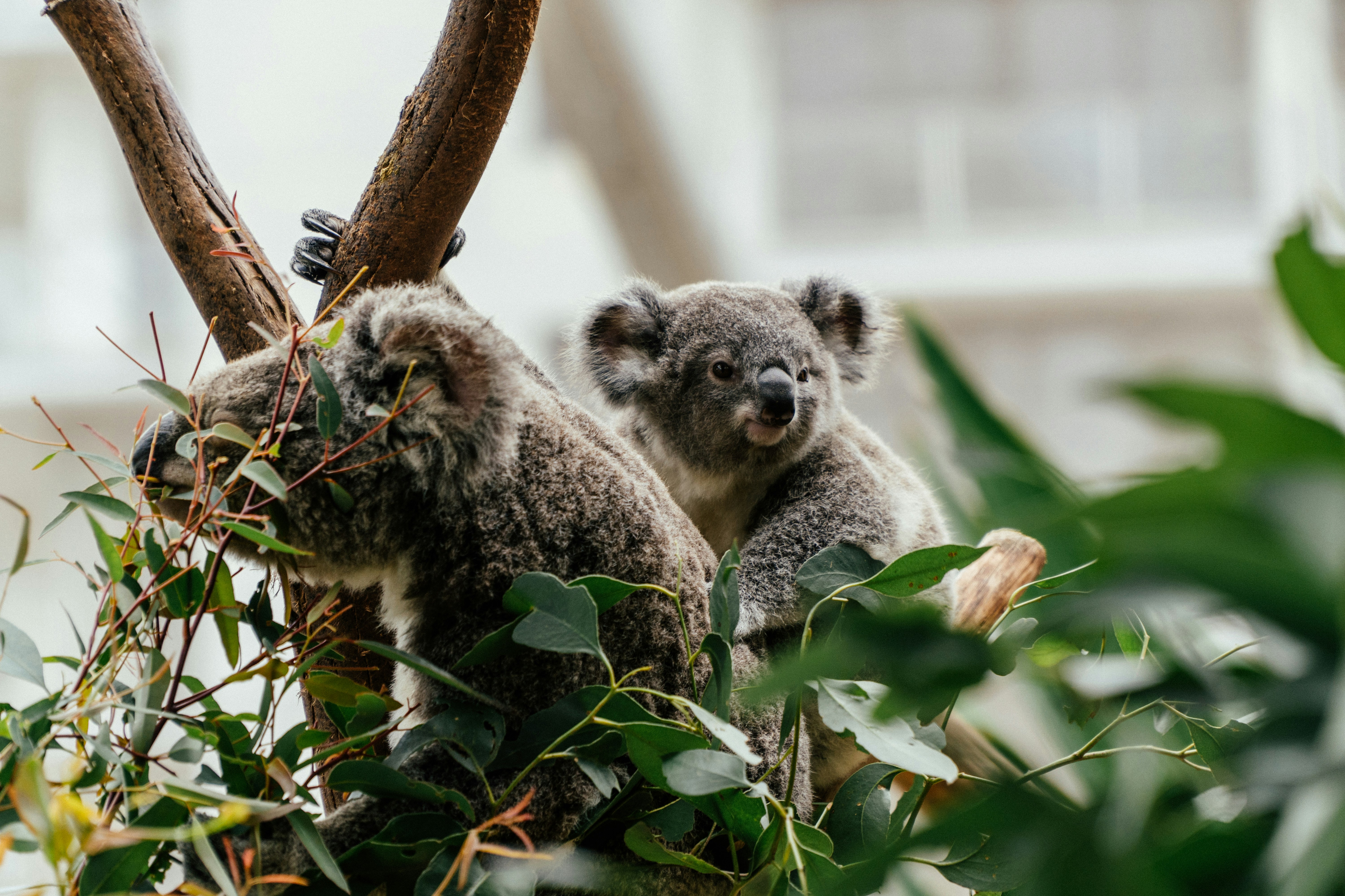 Two koalas in leafy embrace on a sunlit branch
