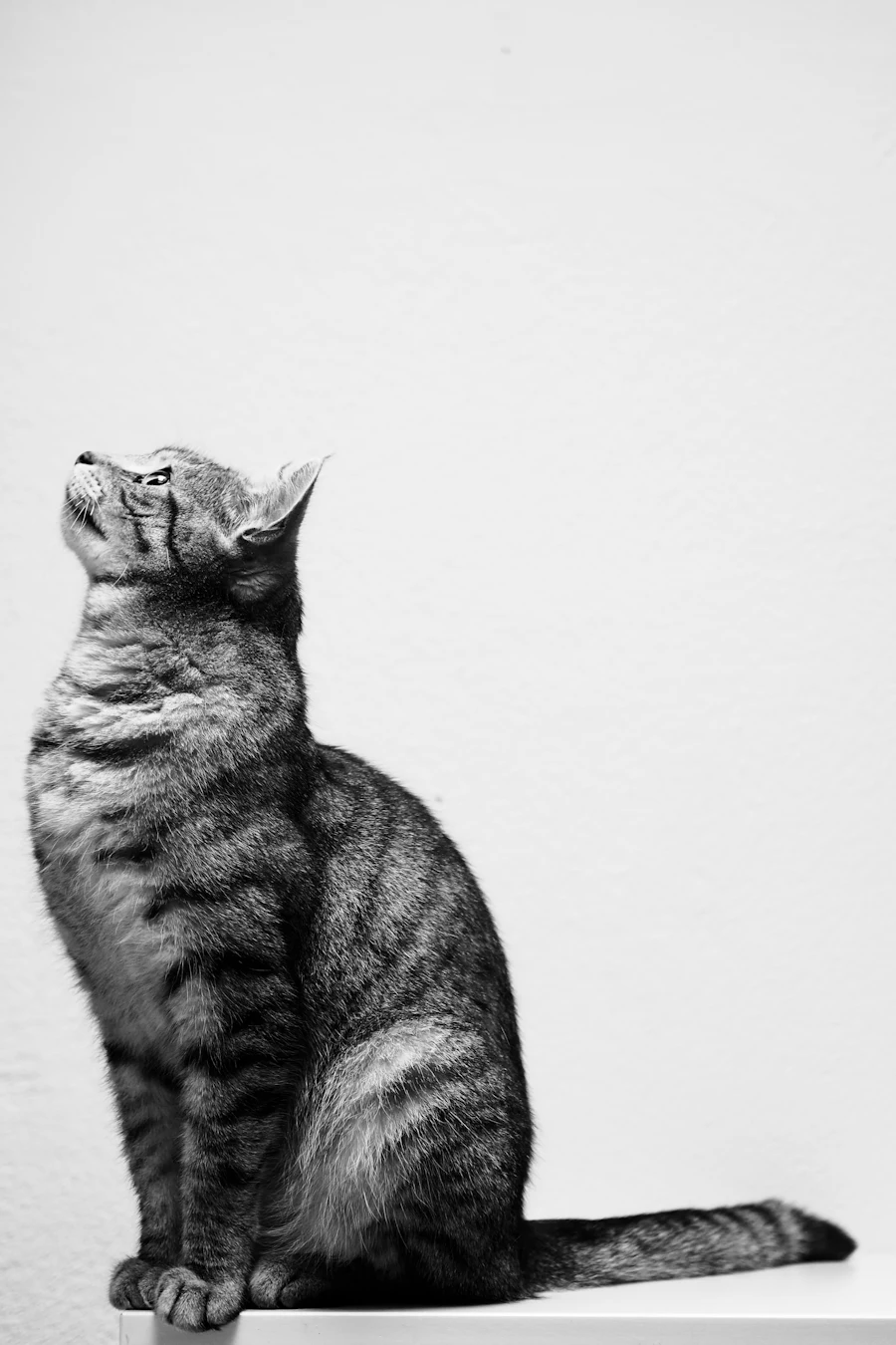 A grayscale portrait of a tabby cat seated and looking upward, against a plain light background. This image emphasizes fur texture and quiet posture without distraction.
