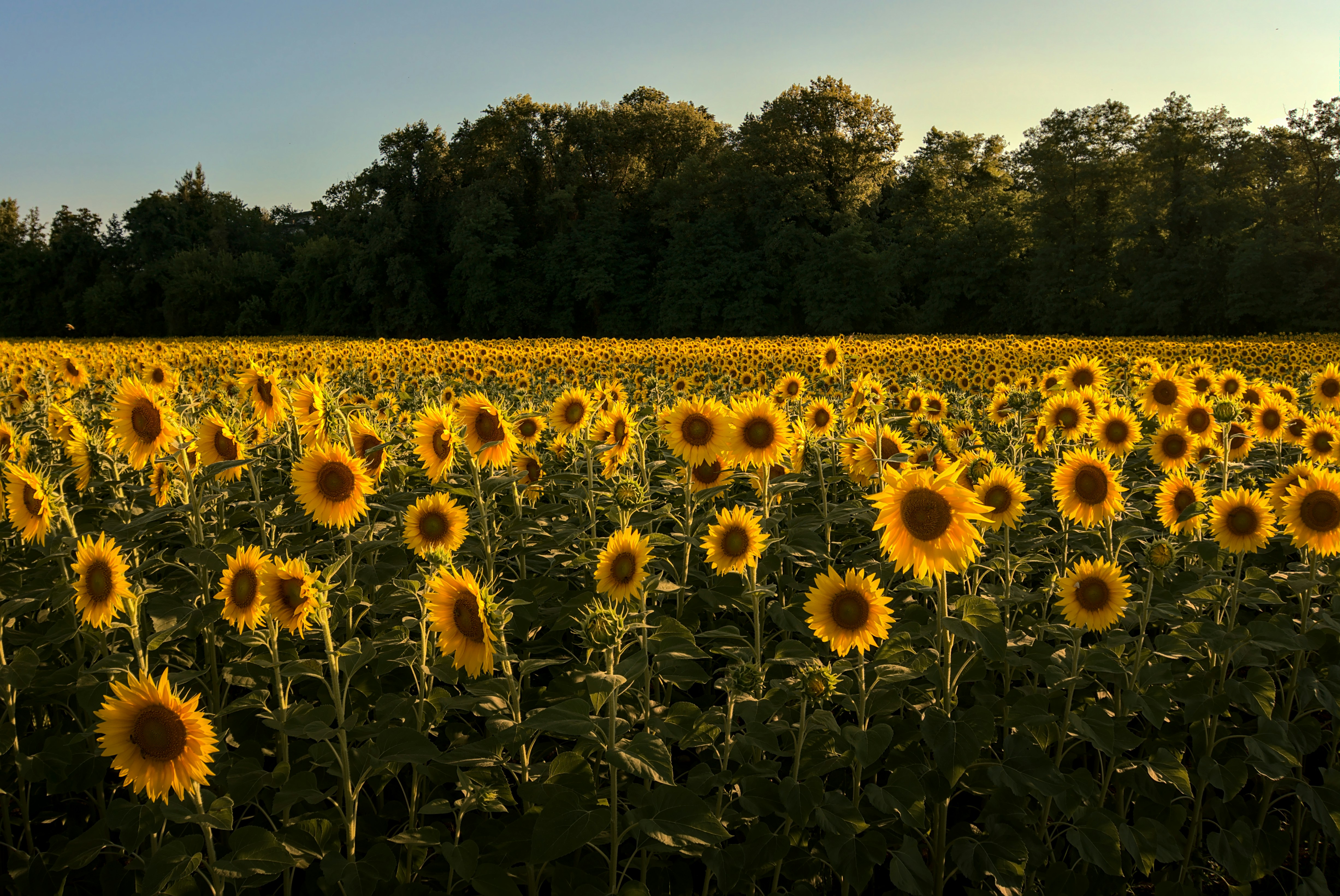 Field of vibrant sunflowers stretching towards the horizon under a warm evening glow.