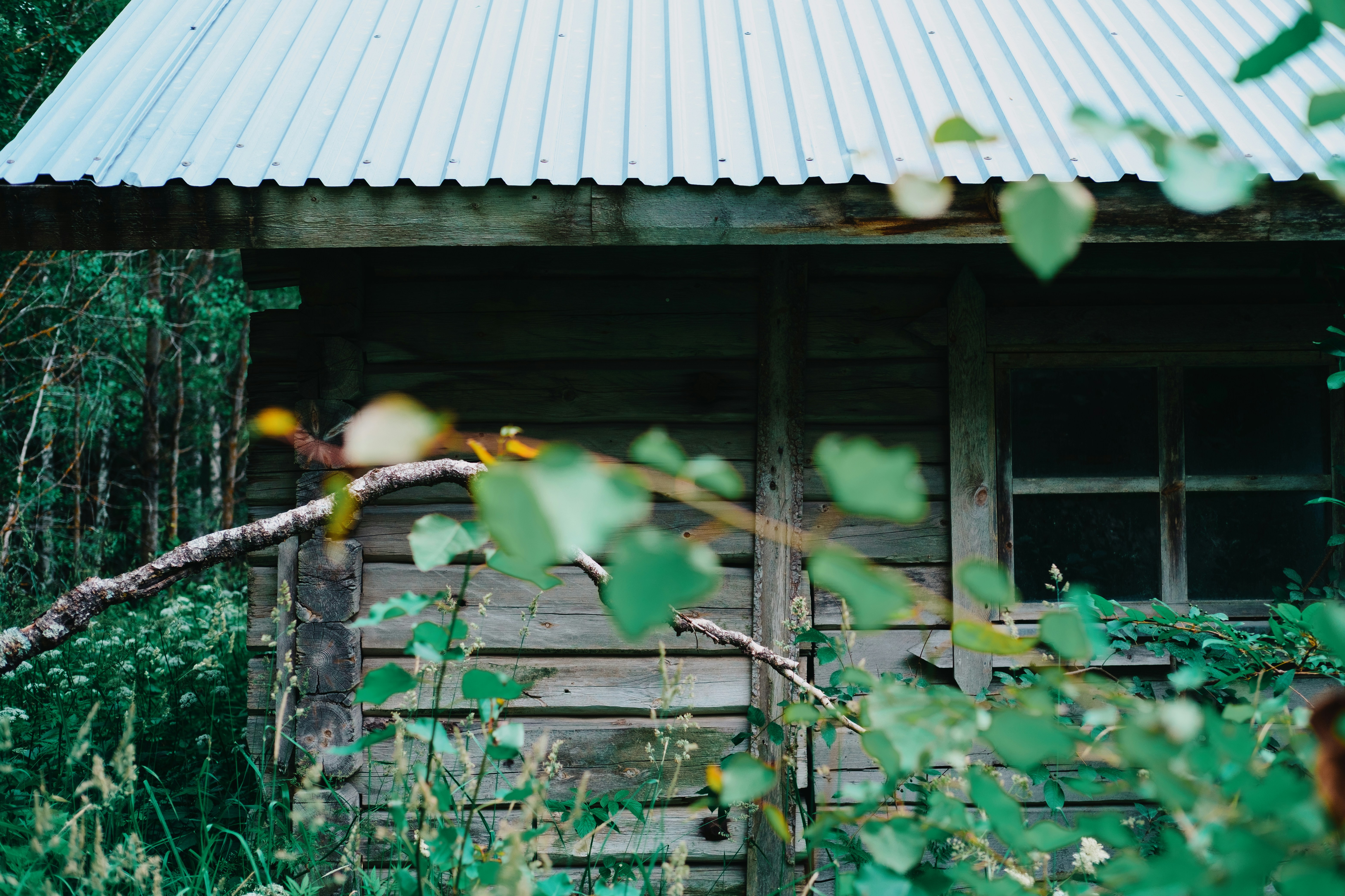 Rustic wooden cabin partially obscured by lush green foliage in a forest setting.