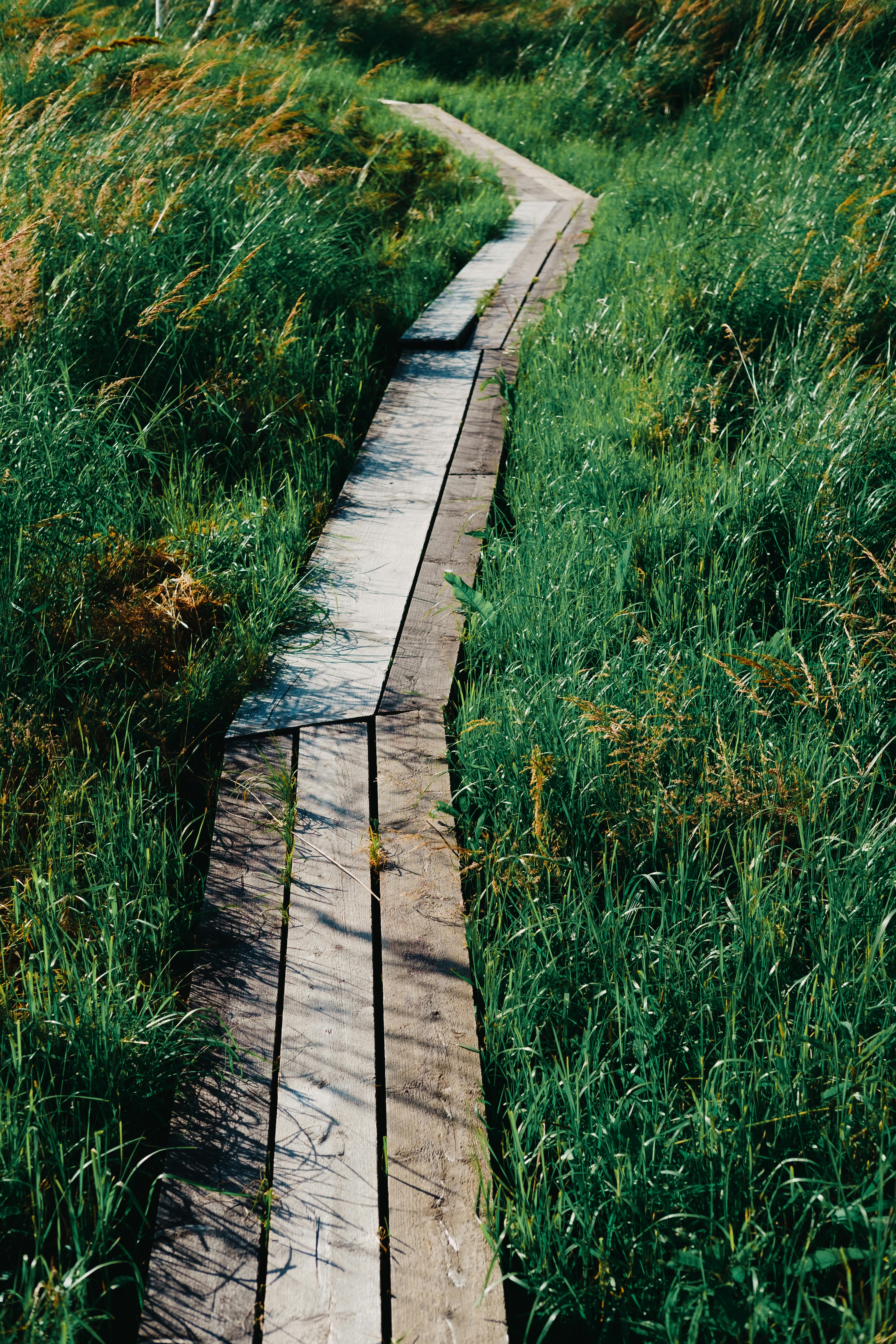 Wooden pathway meandering through lush green grass under a clear sky.