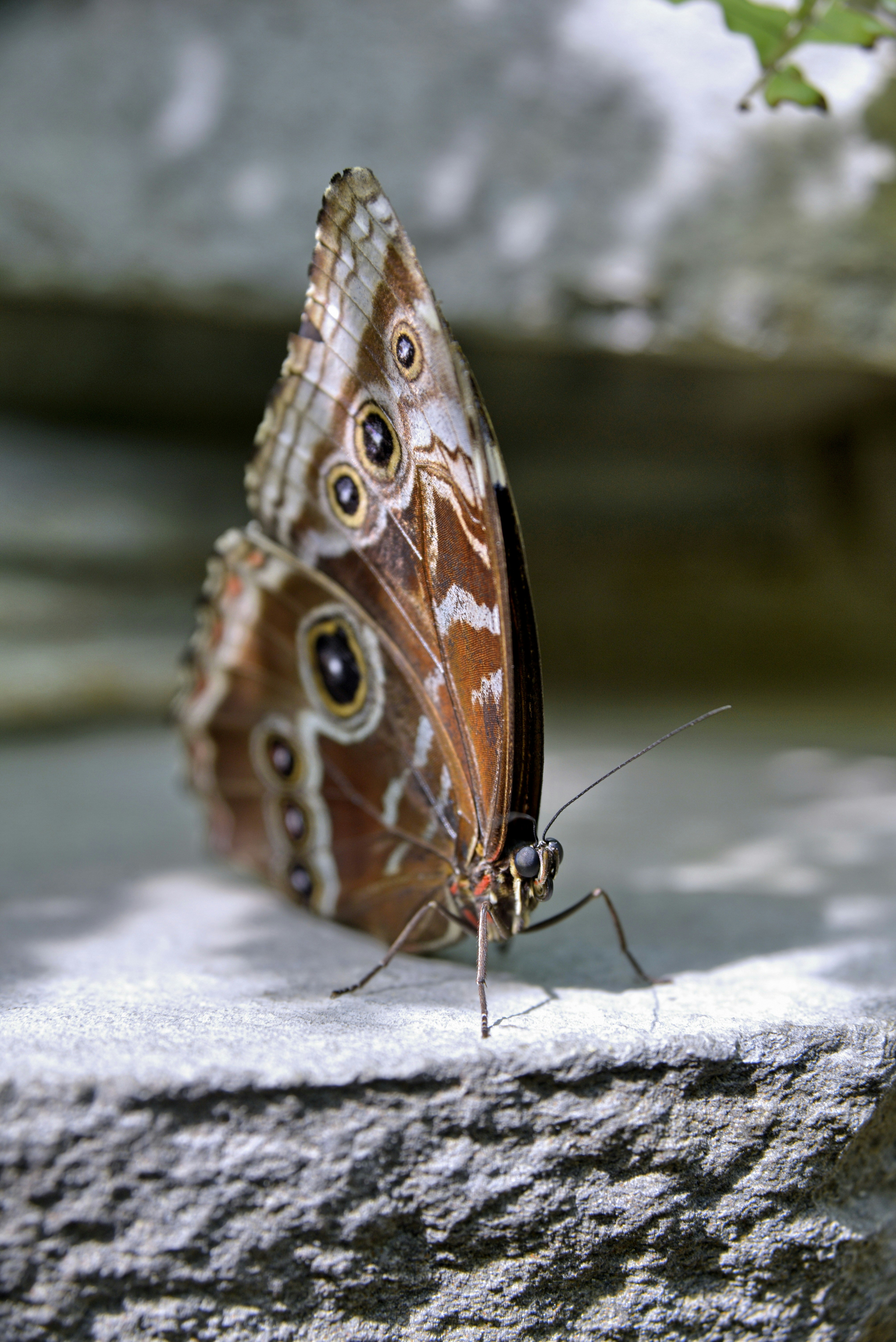 Butterfly photo shot on Nikon D600