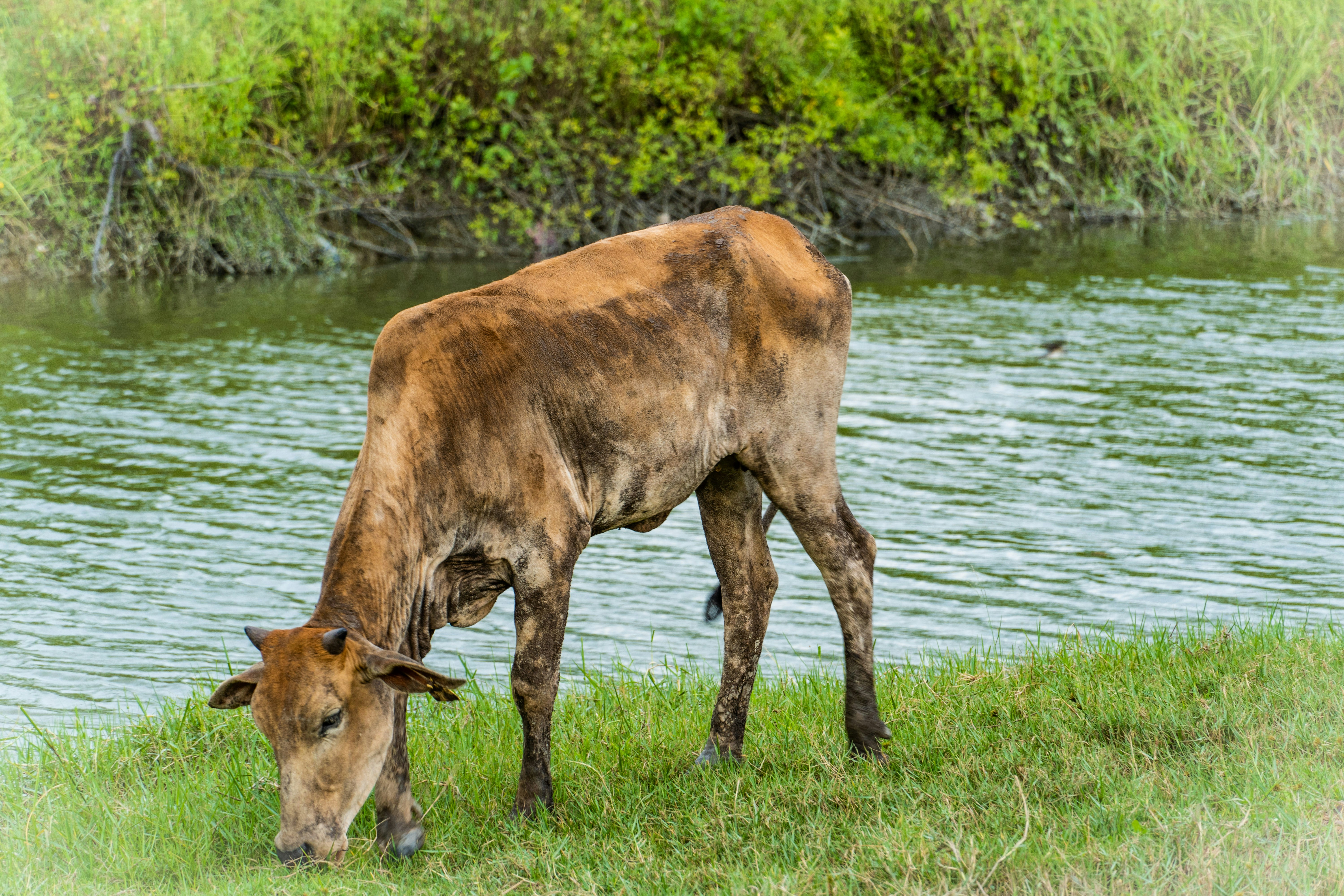 Brown cow grazing on lush grass near a tranquil waterway, surrounded by vibrant greenery.