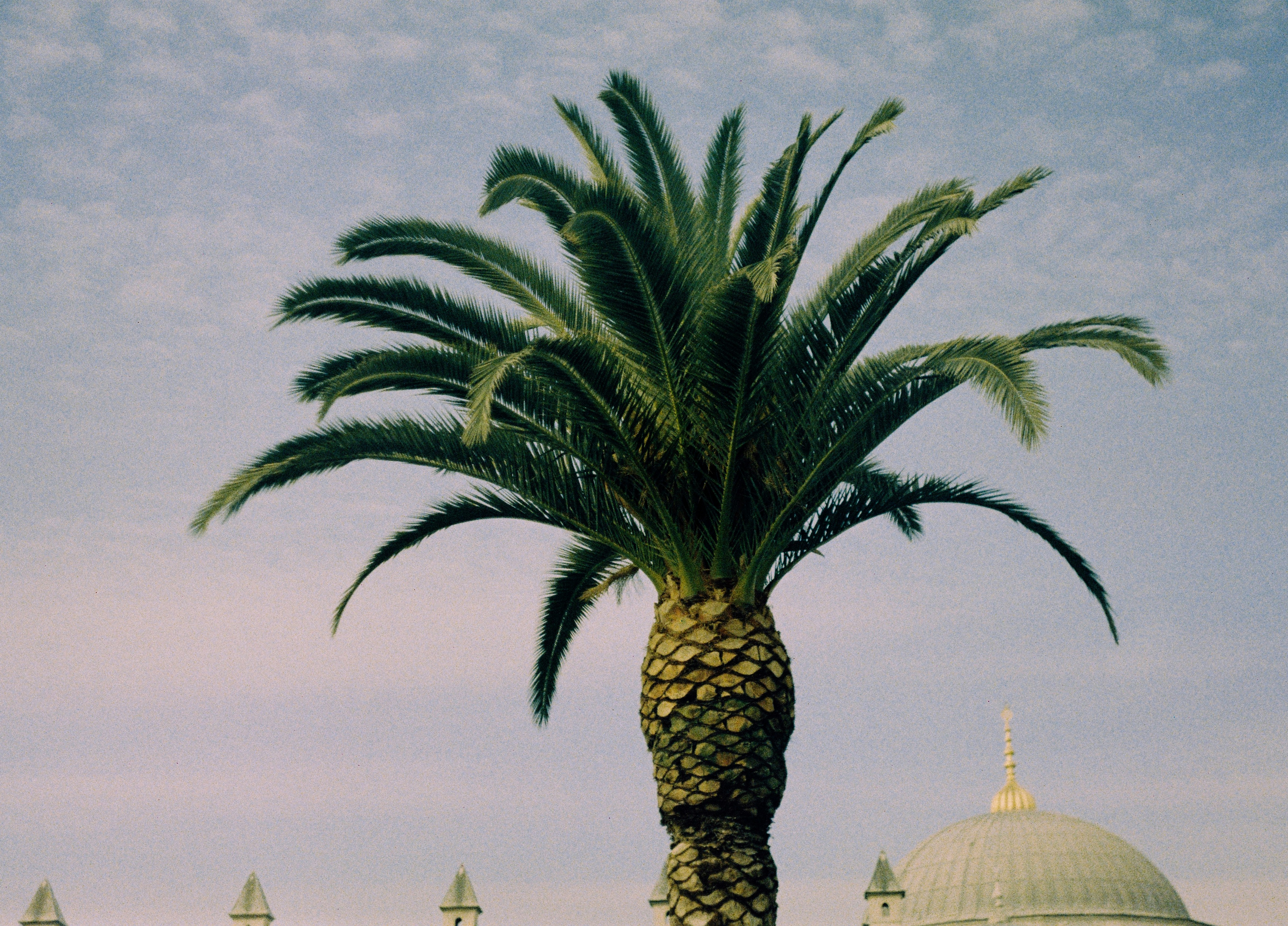Palm Crown Against a Golden Dome at Twilight