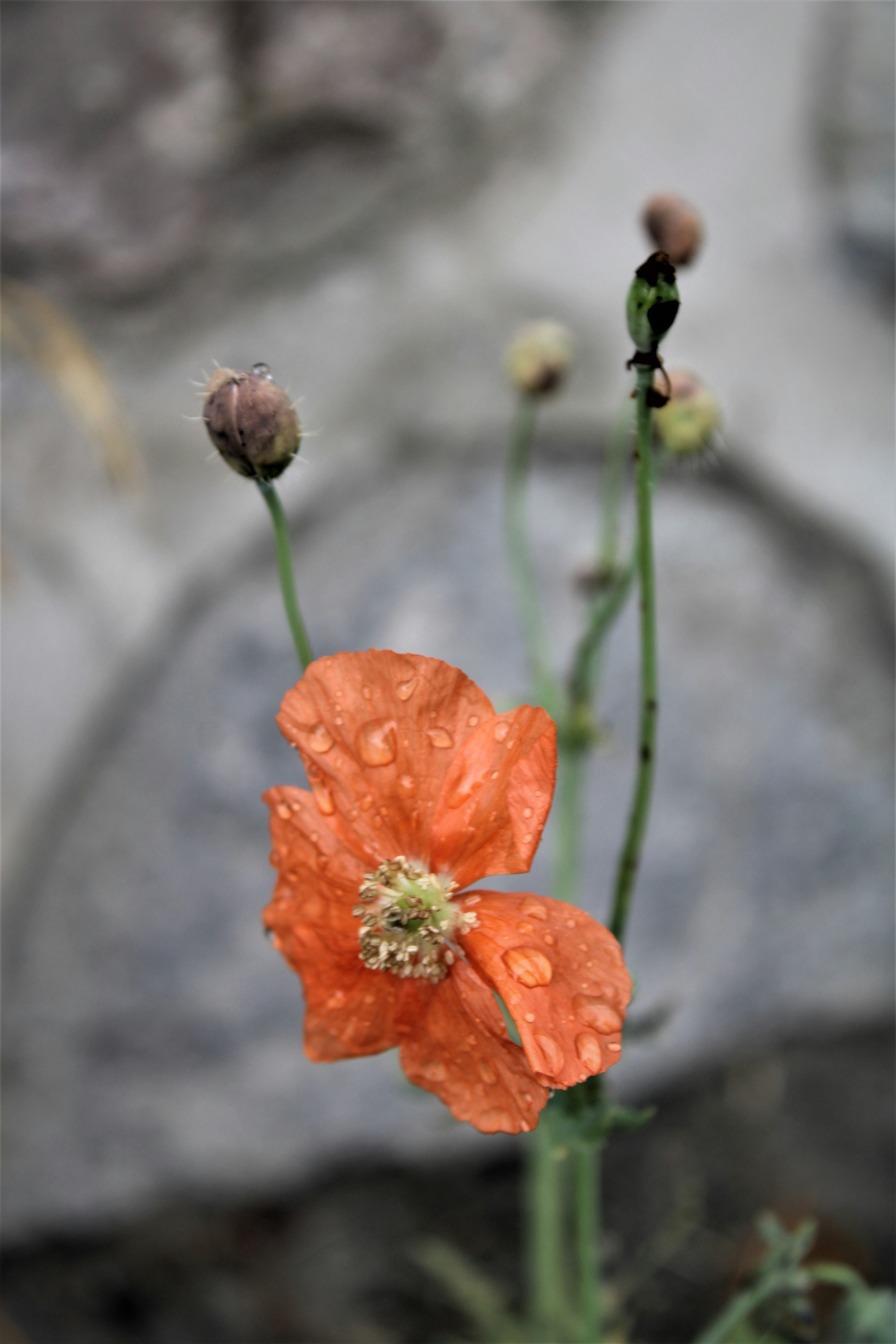 Rain-kissed orange poppy against a weathered stone wall