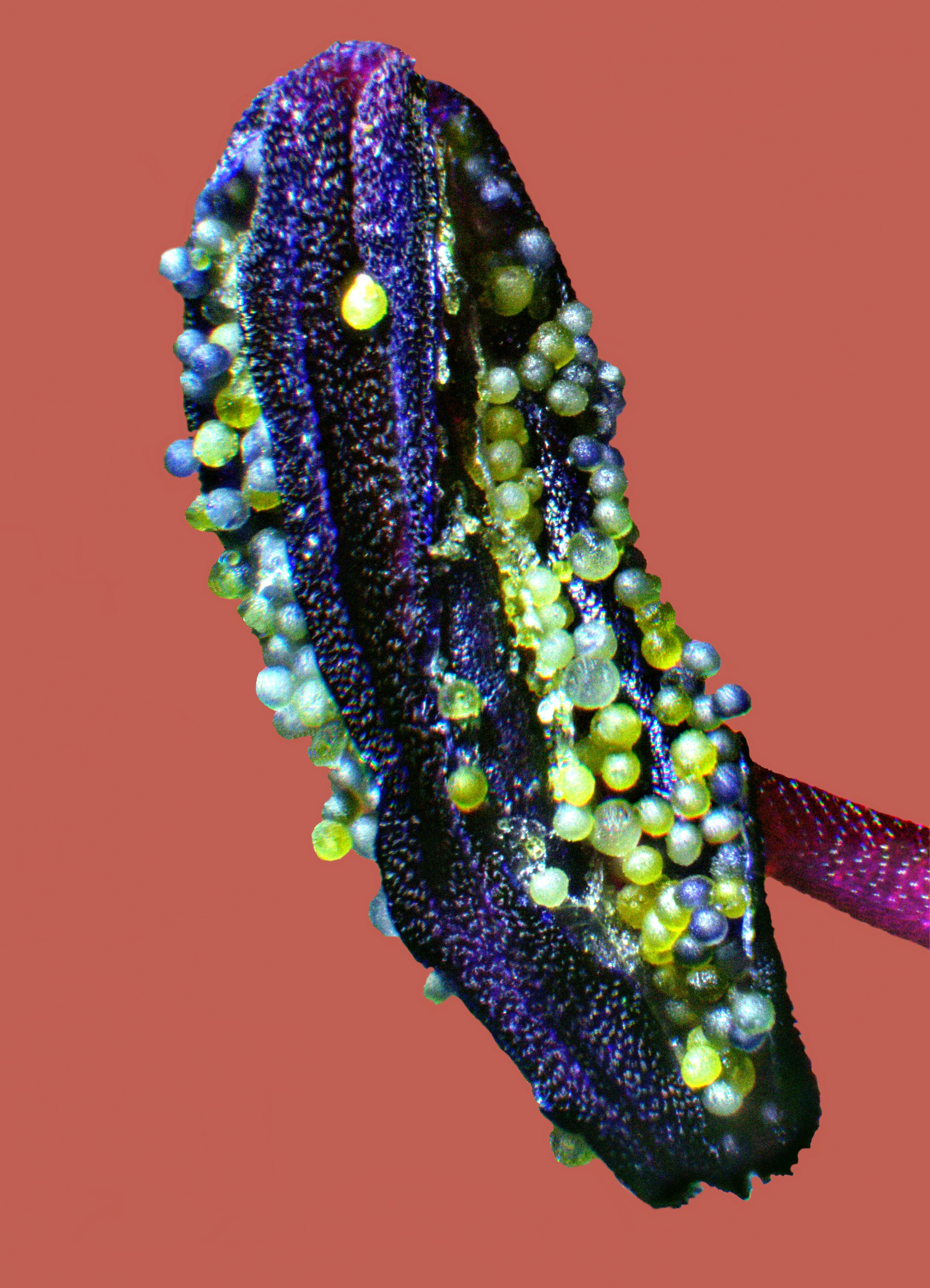 Gotas de agua verdes y moradas foto – Imagen de Micrografía gratuita en ...