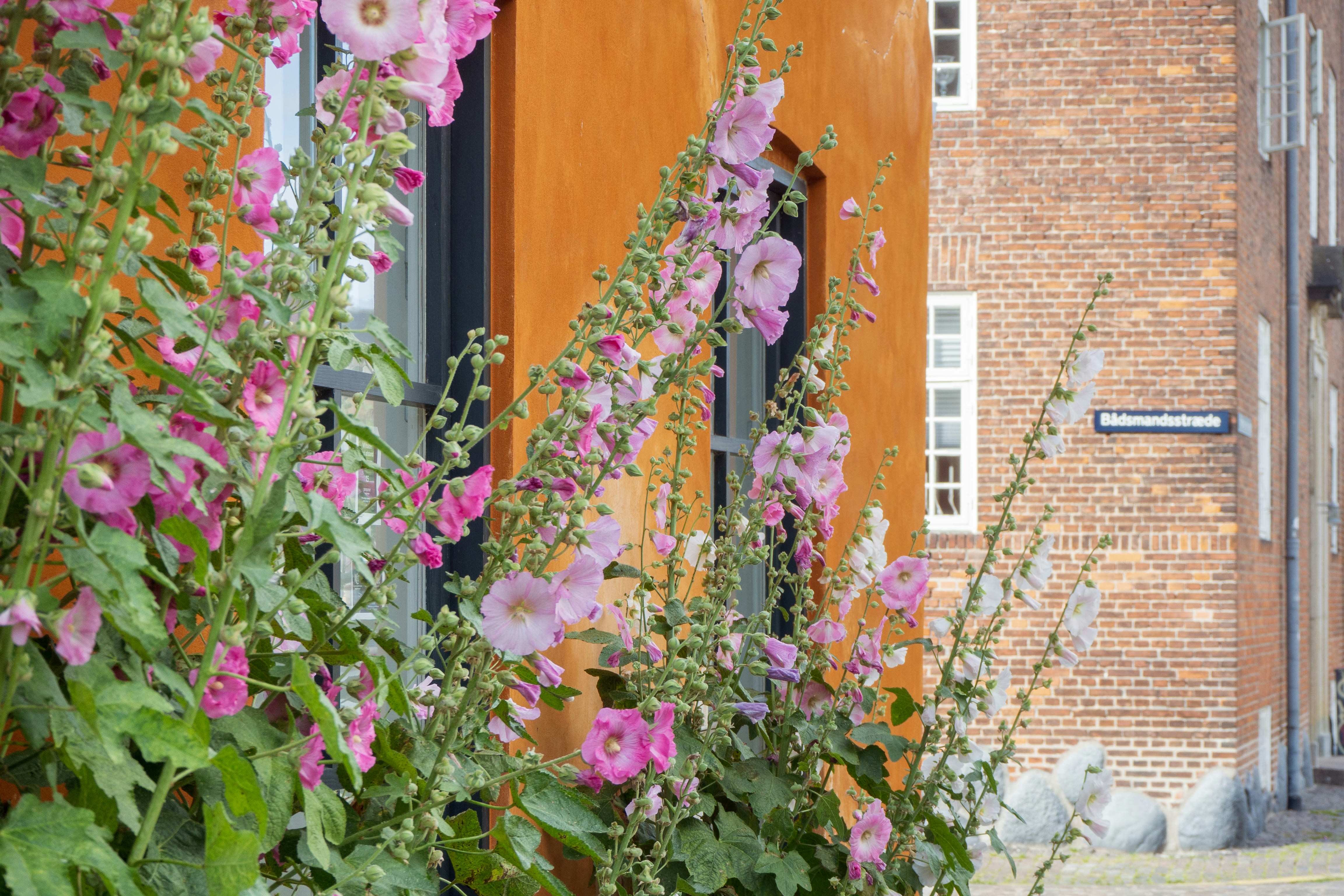 Blooming Threshold: Pink Hollyhocks Framing a Bright Orange Door