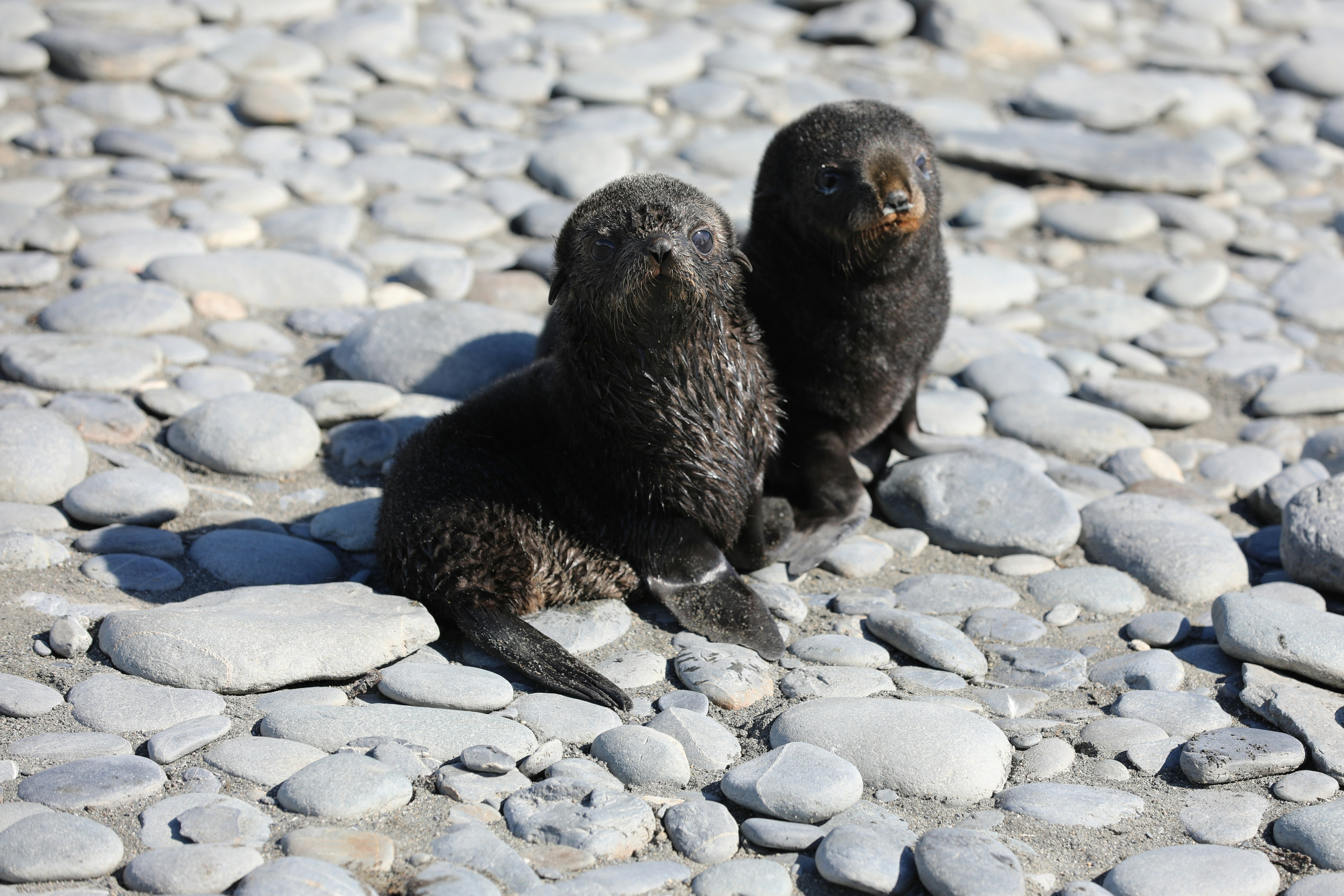 Black seal on white and gray stones photo – Free Antarctica Image on ...