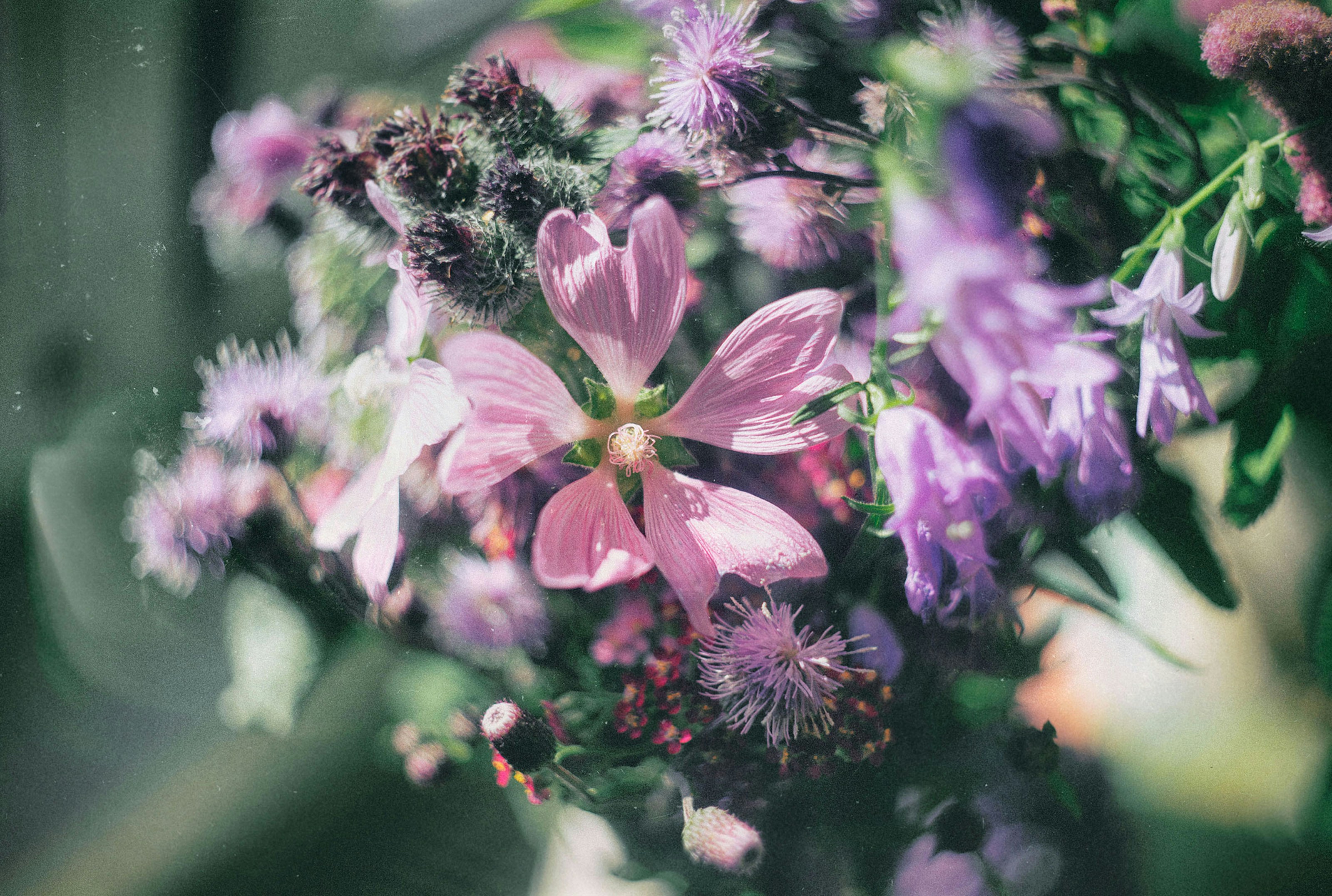 Purple and white flower in tilt shift lens photo – Free Flower Image on ...