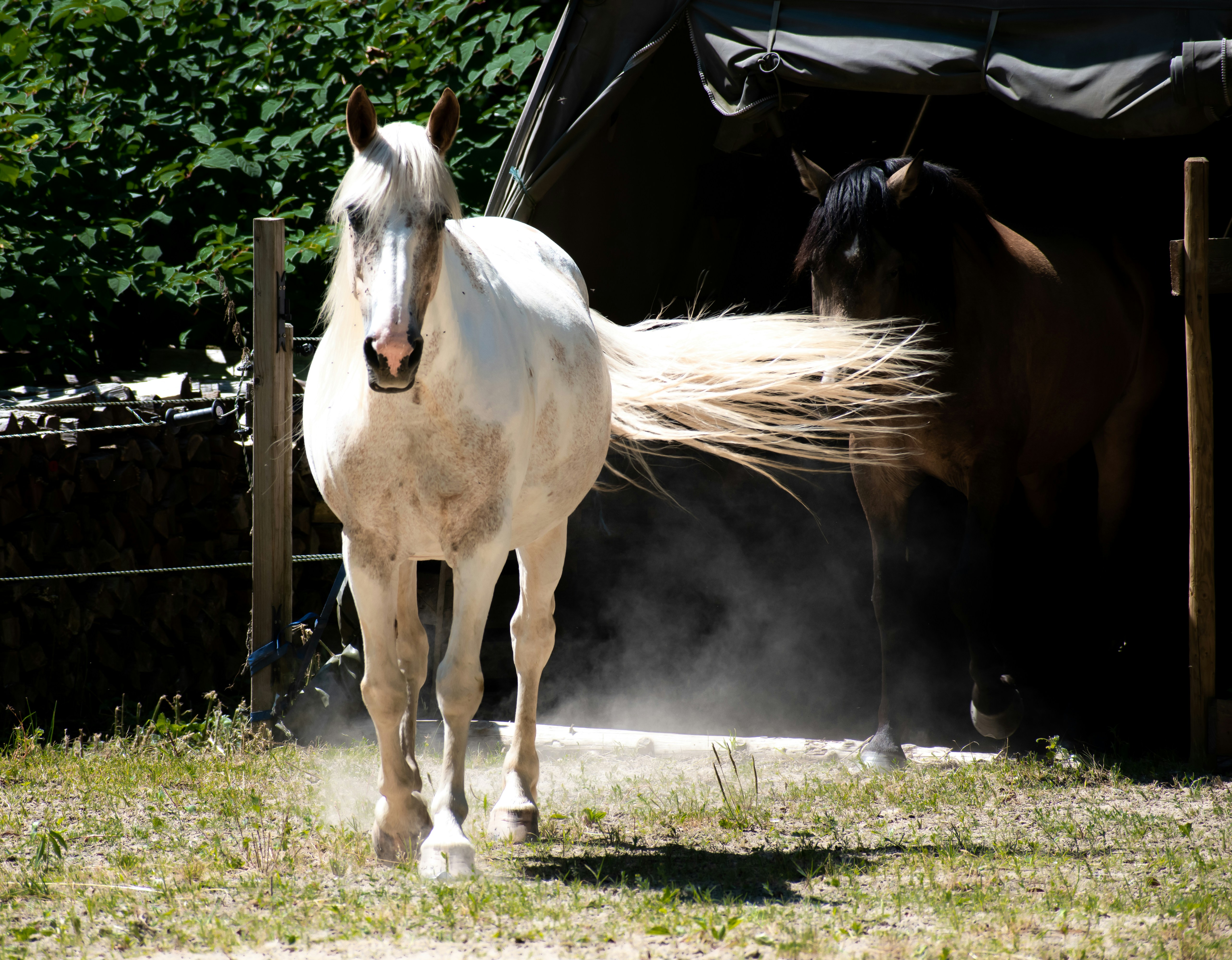 Dust in the Sun: A White Mare Steps from Shadow into Daylight