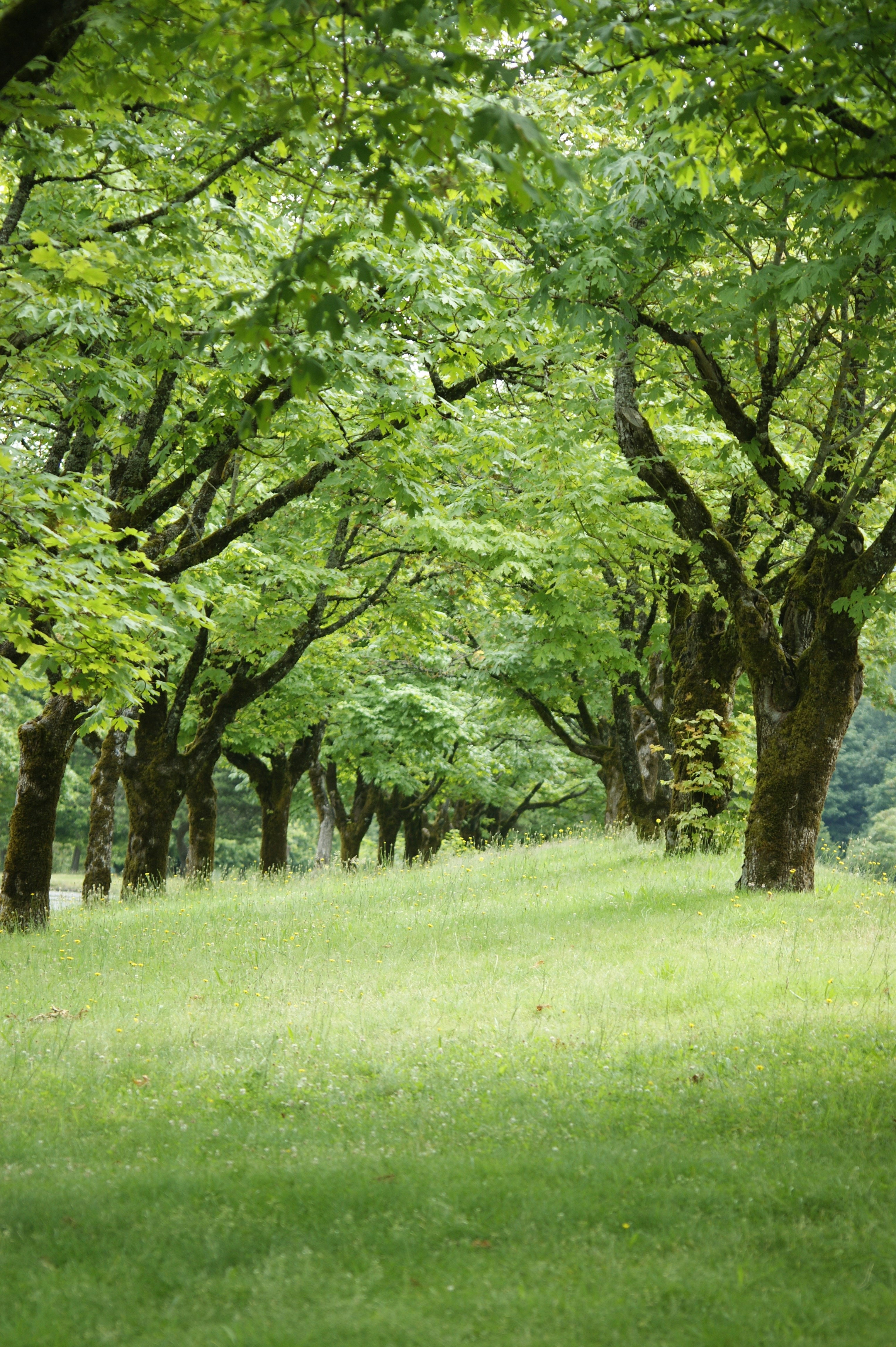 Lush rows of trees create a serene pathway lined with vibrant green foliage. Sunlight filters through the leaves, casting gentle shadows on the grassy ground.