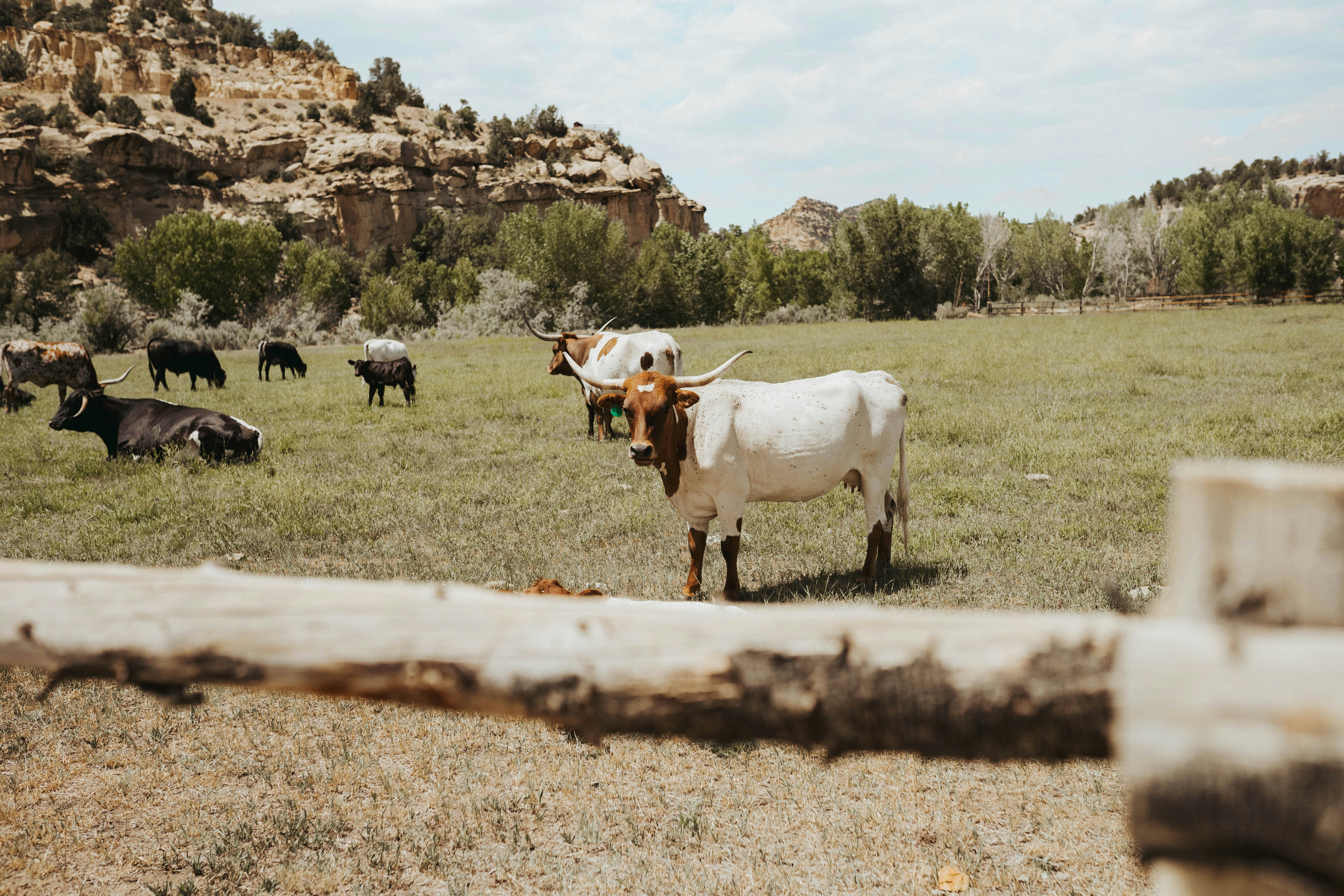 White Cow at the Sunlit Pasture Framed by Weathered Fence
