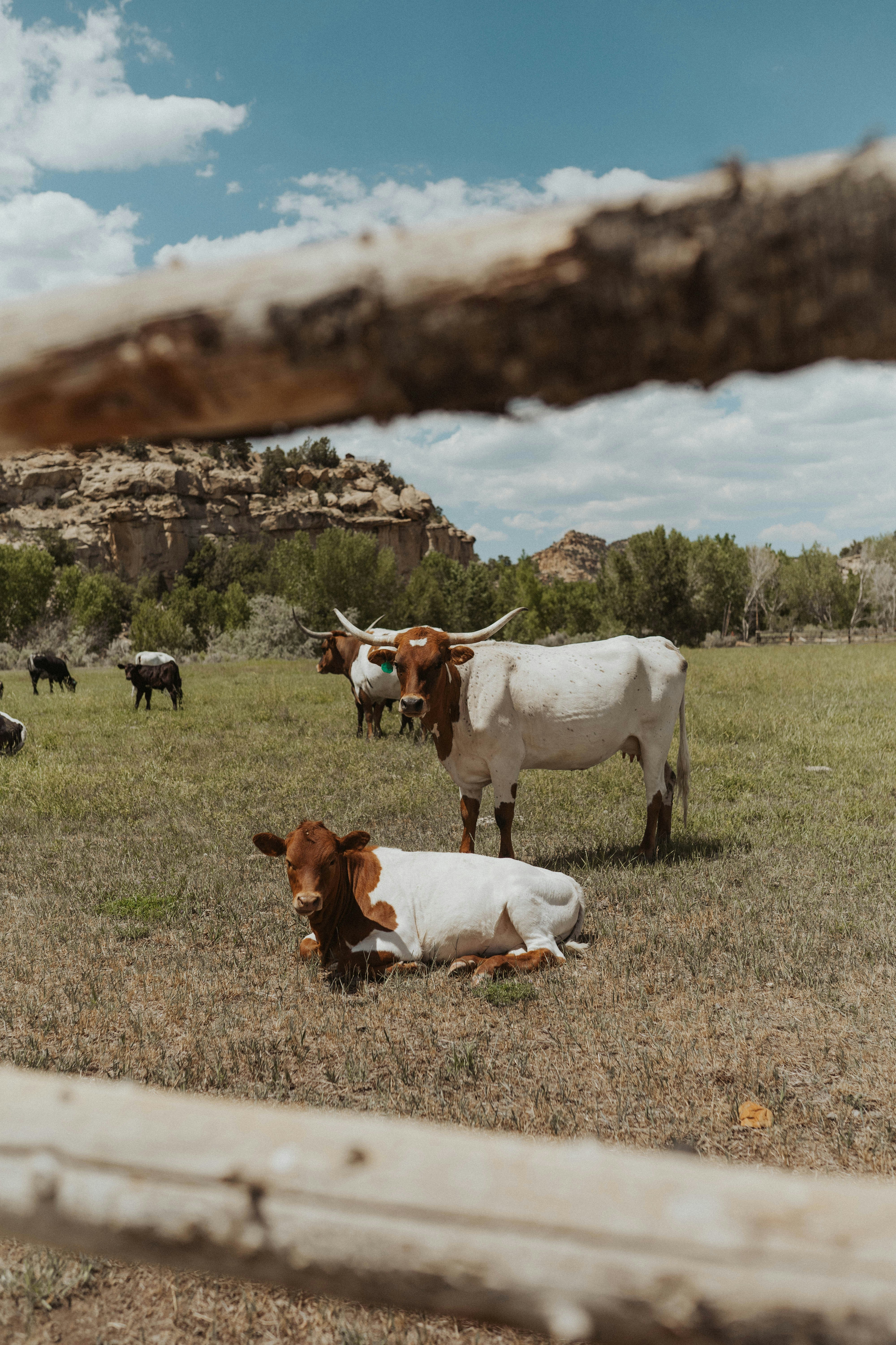 Framed in Weathered Rails: A Resting Brown Cow in a Sunlit Mesa Meadow