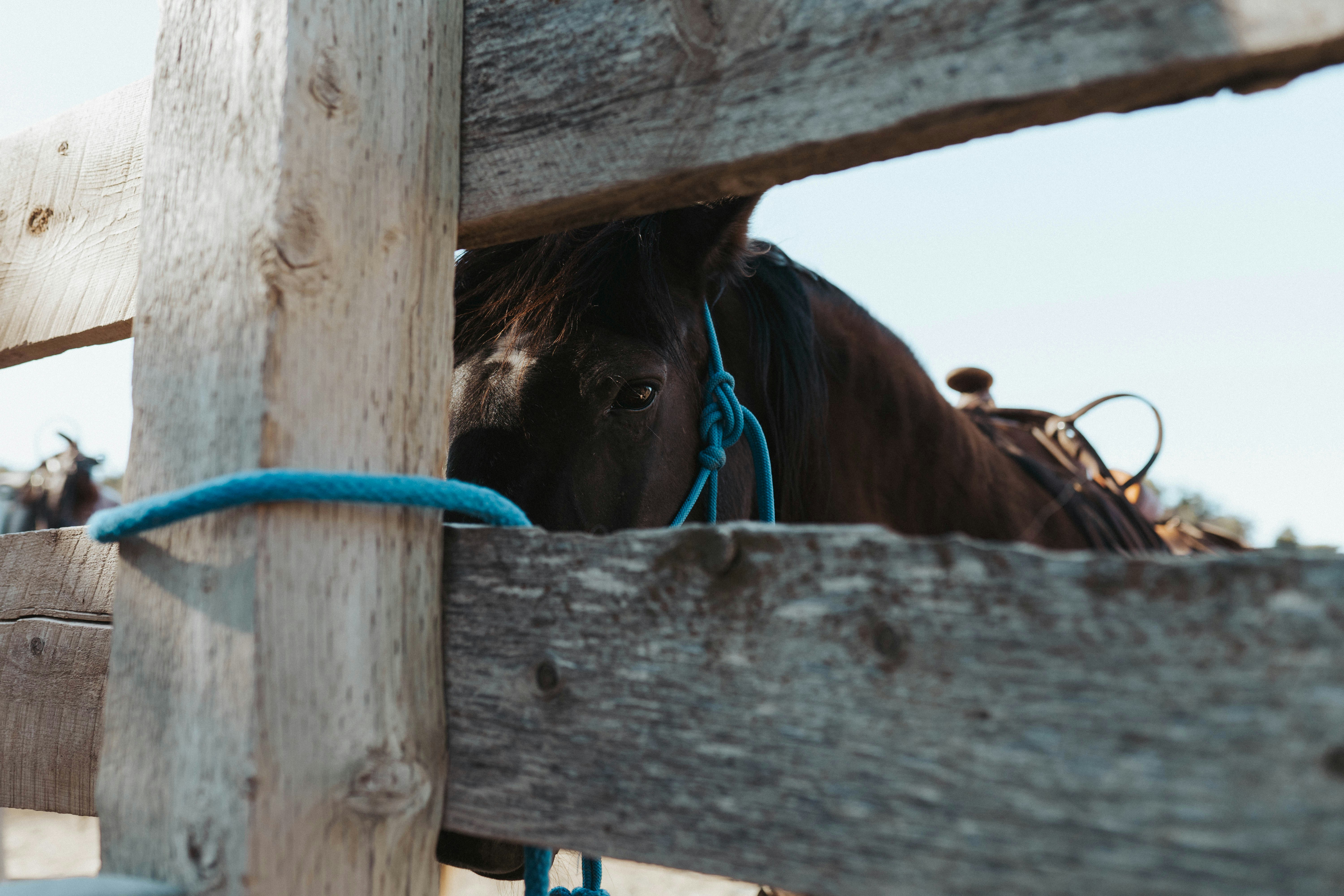 Blue Rope at the Gate: A Horse's Gaze Through Weathered Wood