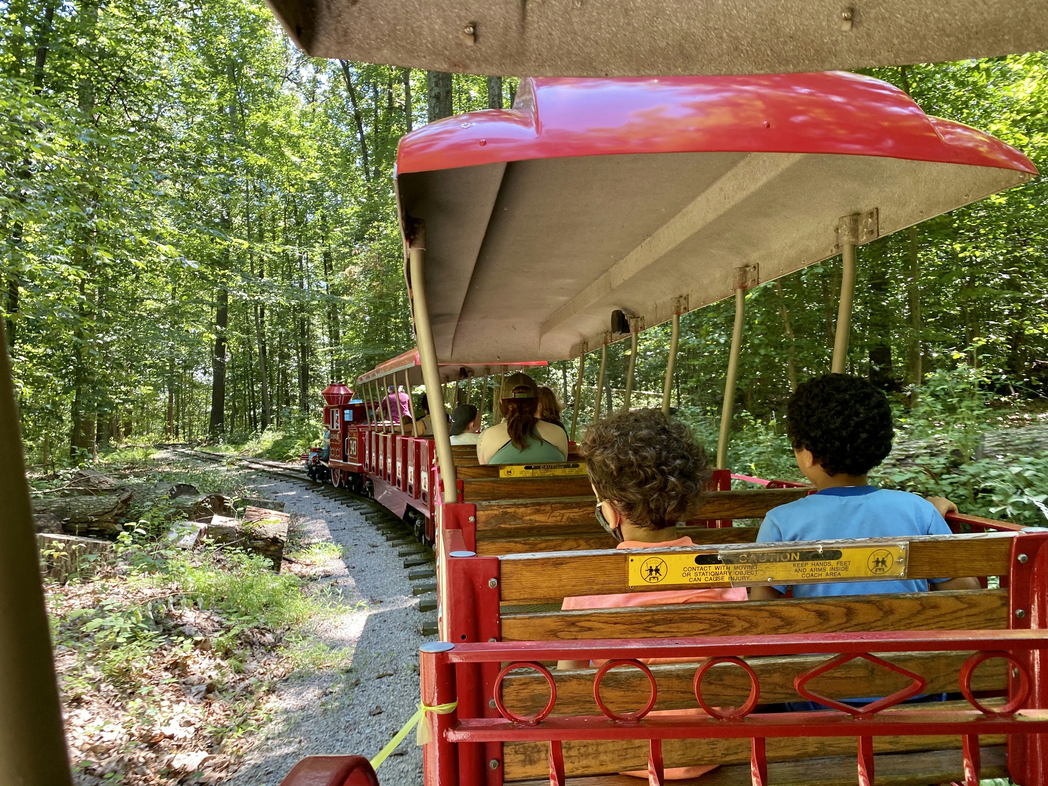 Sunlit Pines Relay: Red Forest Train Carves a Path