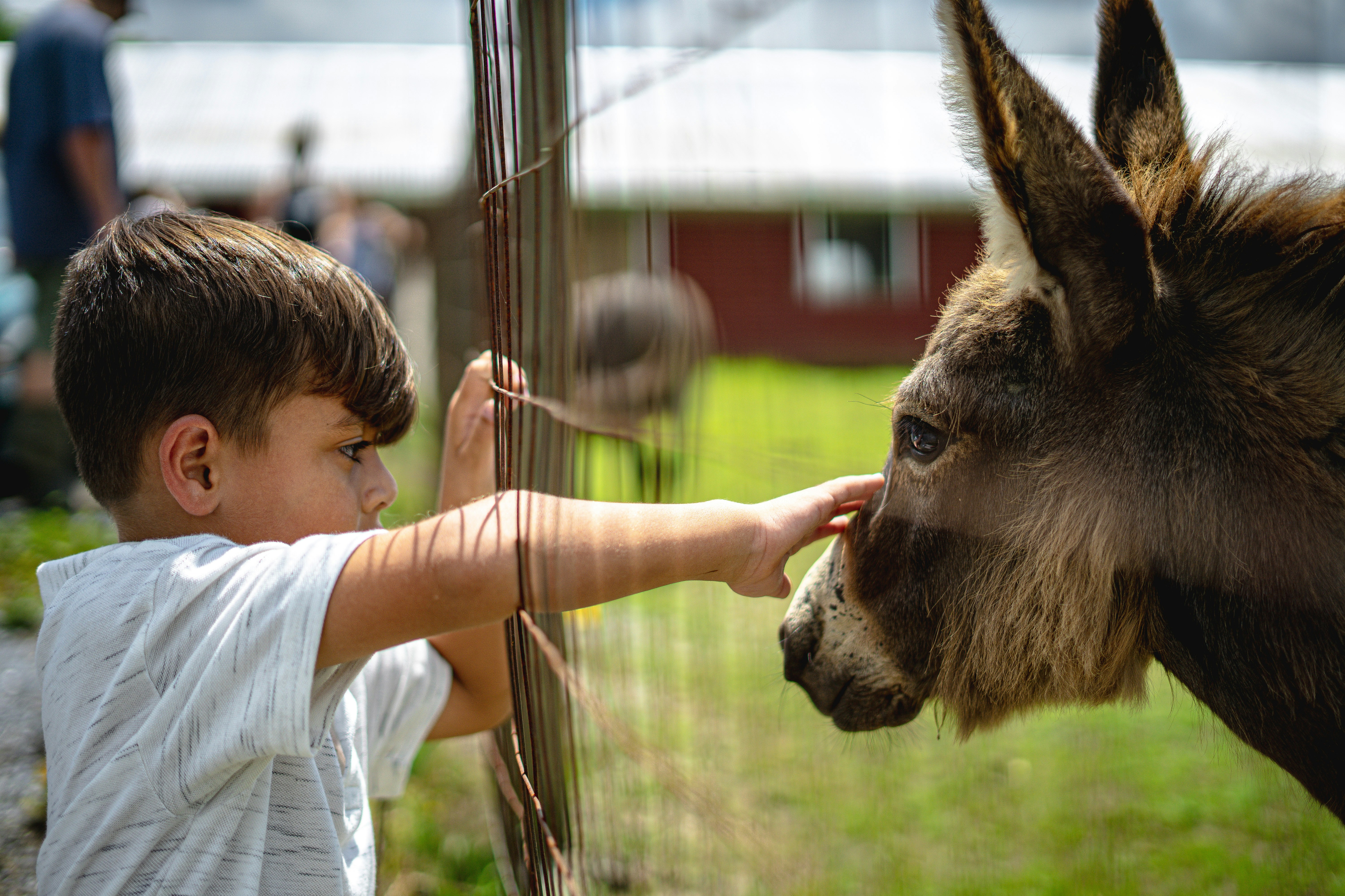 Gentle Reach: A Boy and a Donkey Share a Quiet Moment Behind the Fence