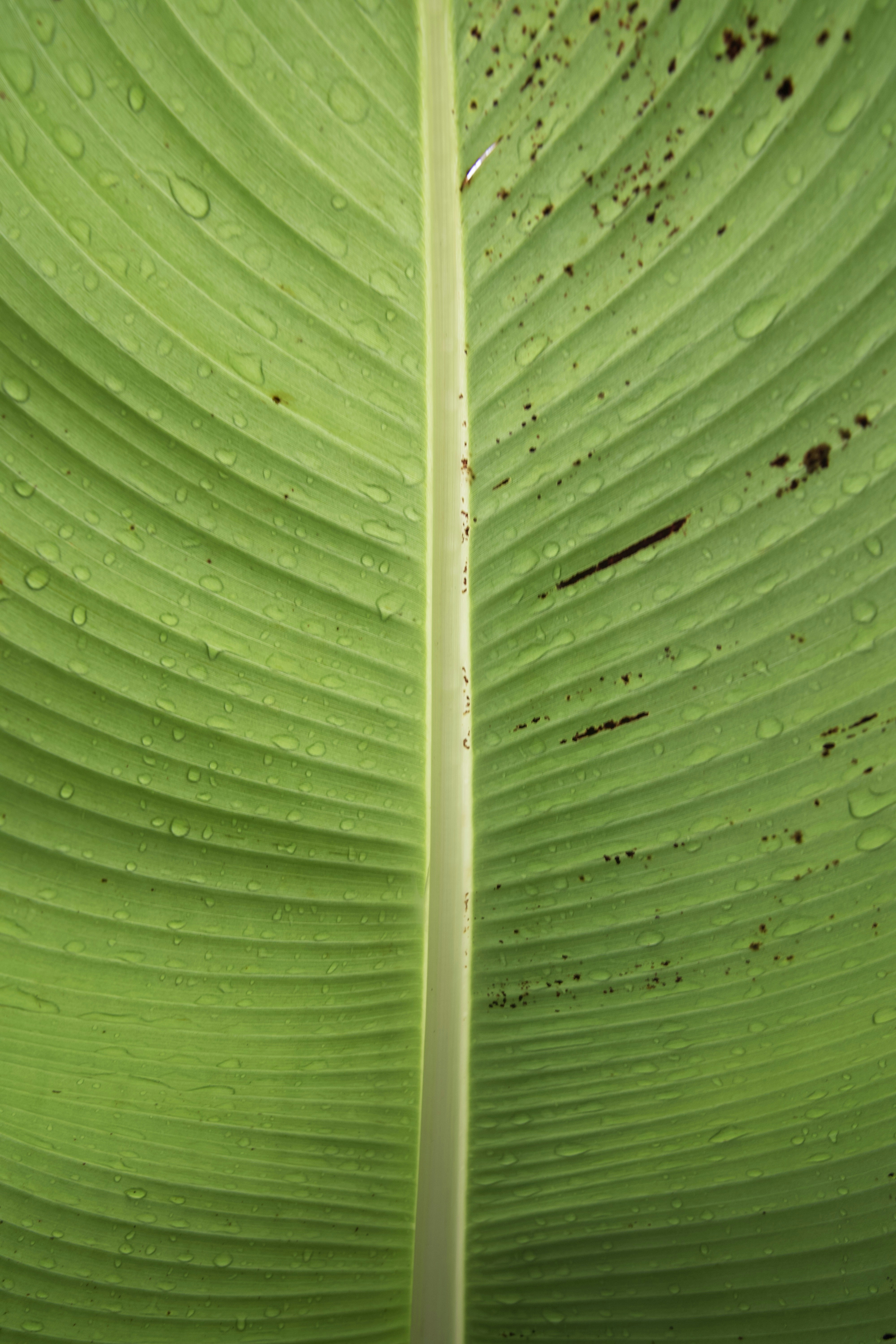 Close-up of a vibrant green leaf with water droplets, showcasing intricate vein patterns and natural textures.