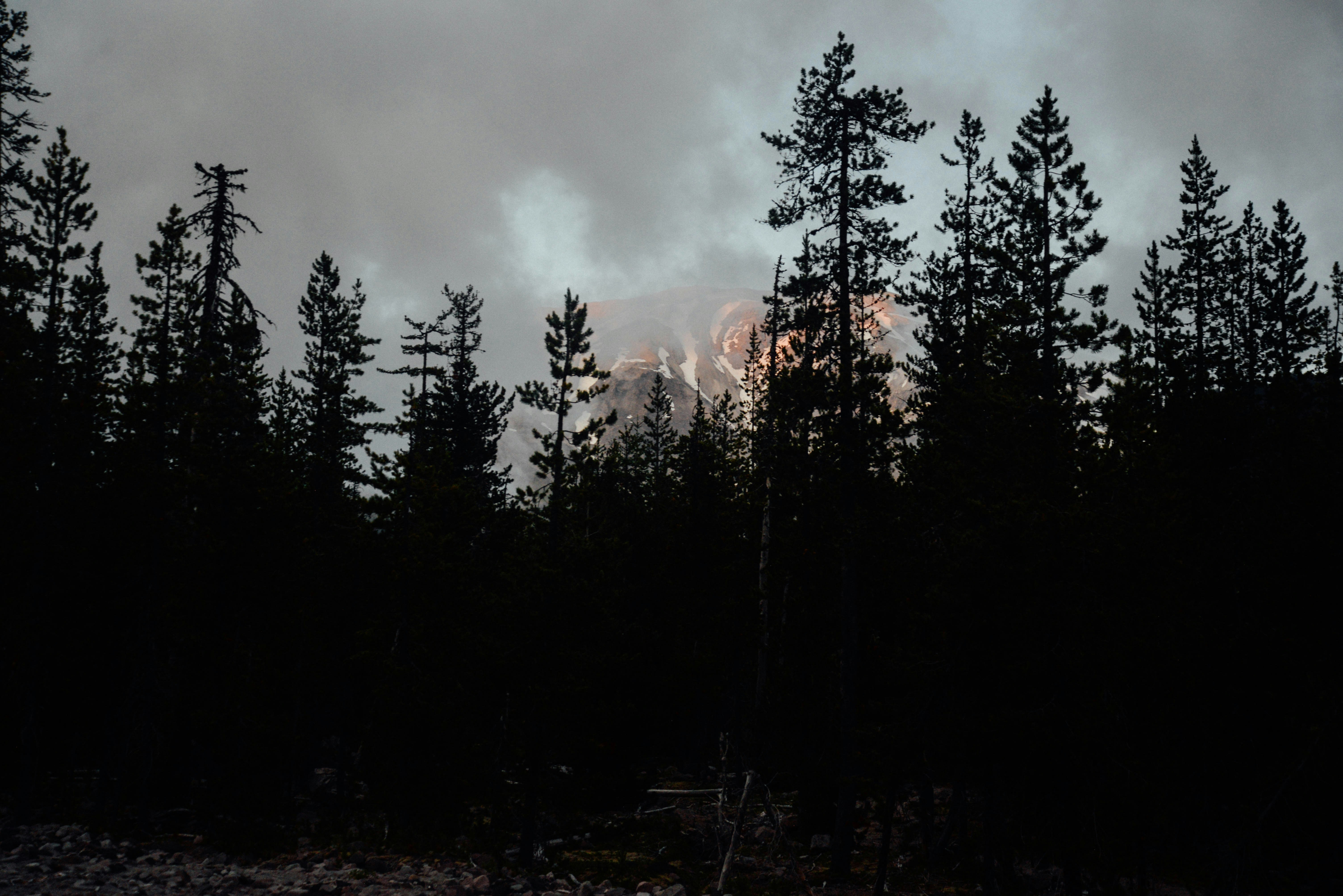 Pink Crest Beyond the Pines at Dawn