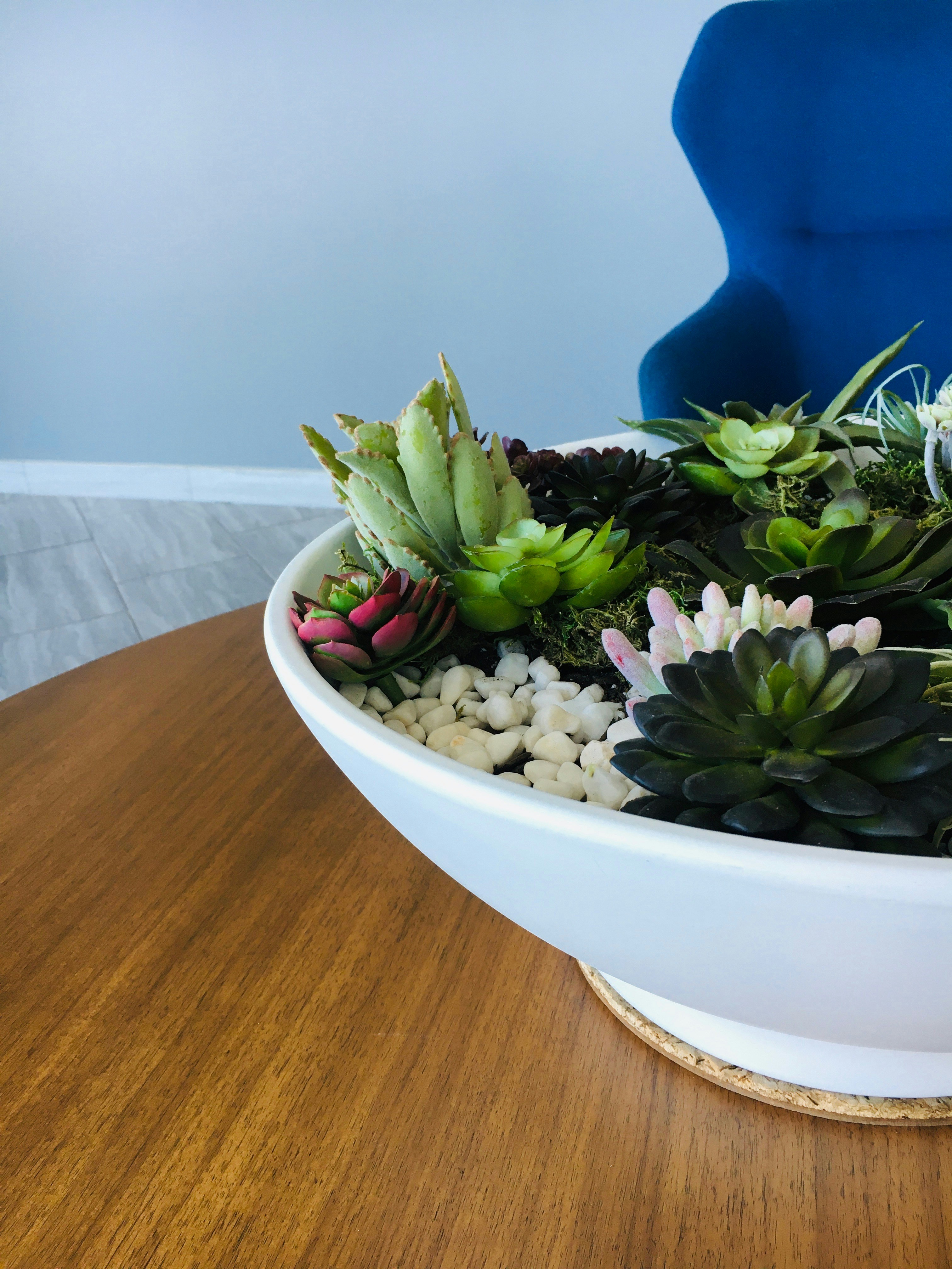 Succulent Still Life on a Warm Wooden Table