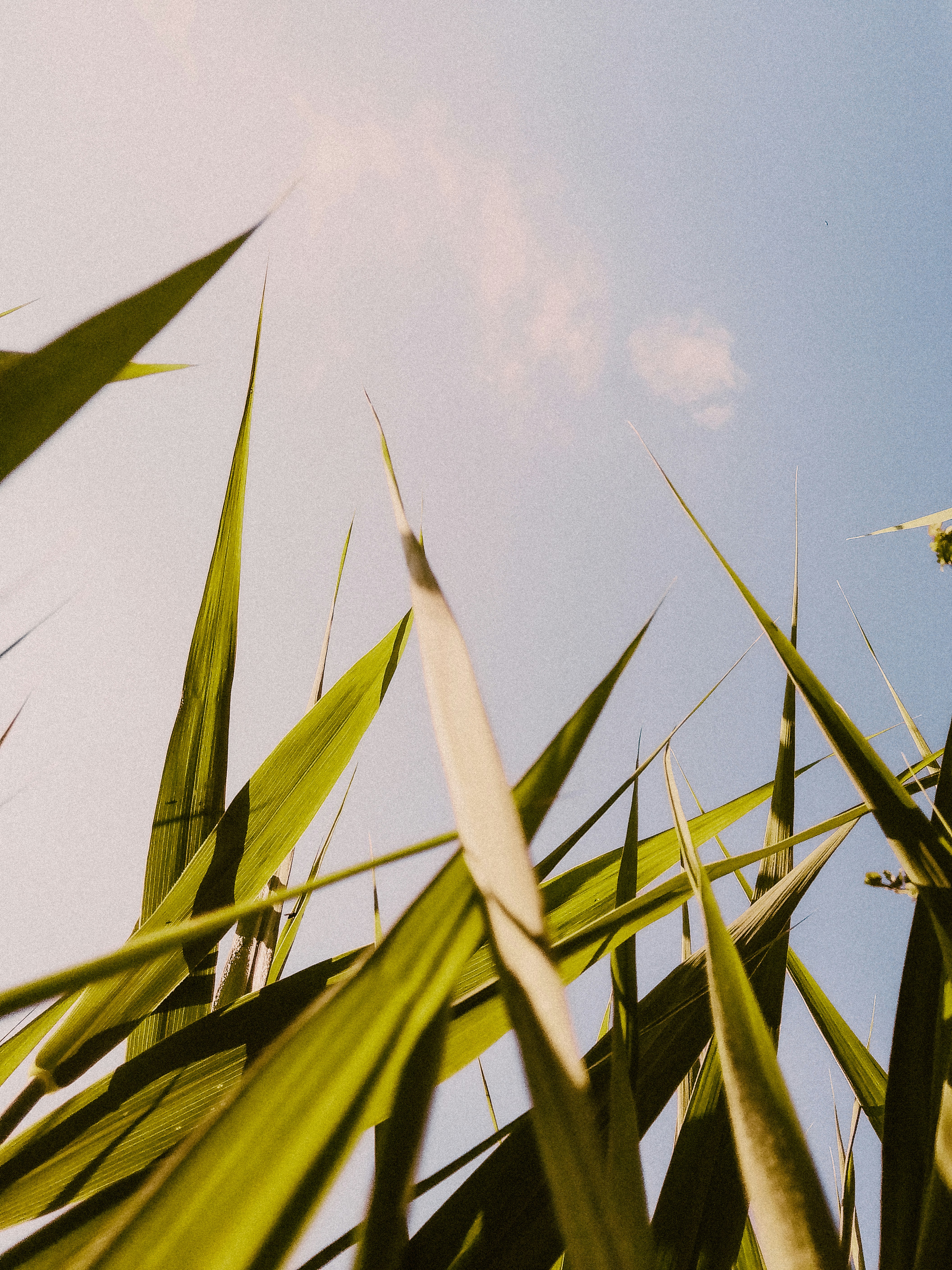 Vertical Angles In Nature