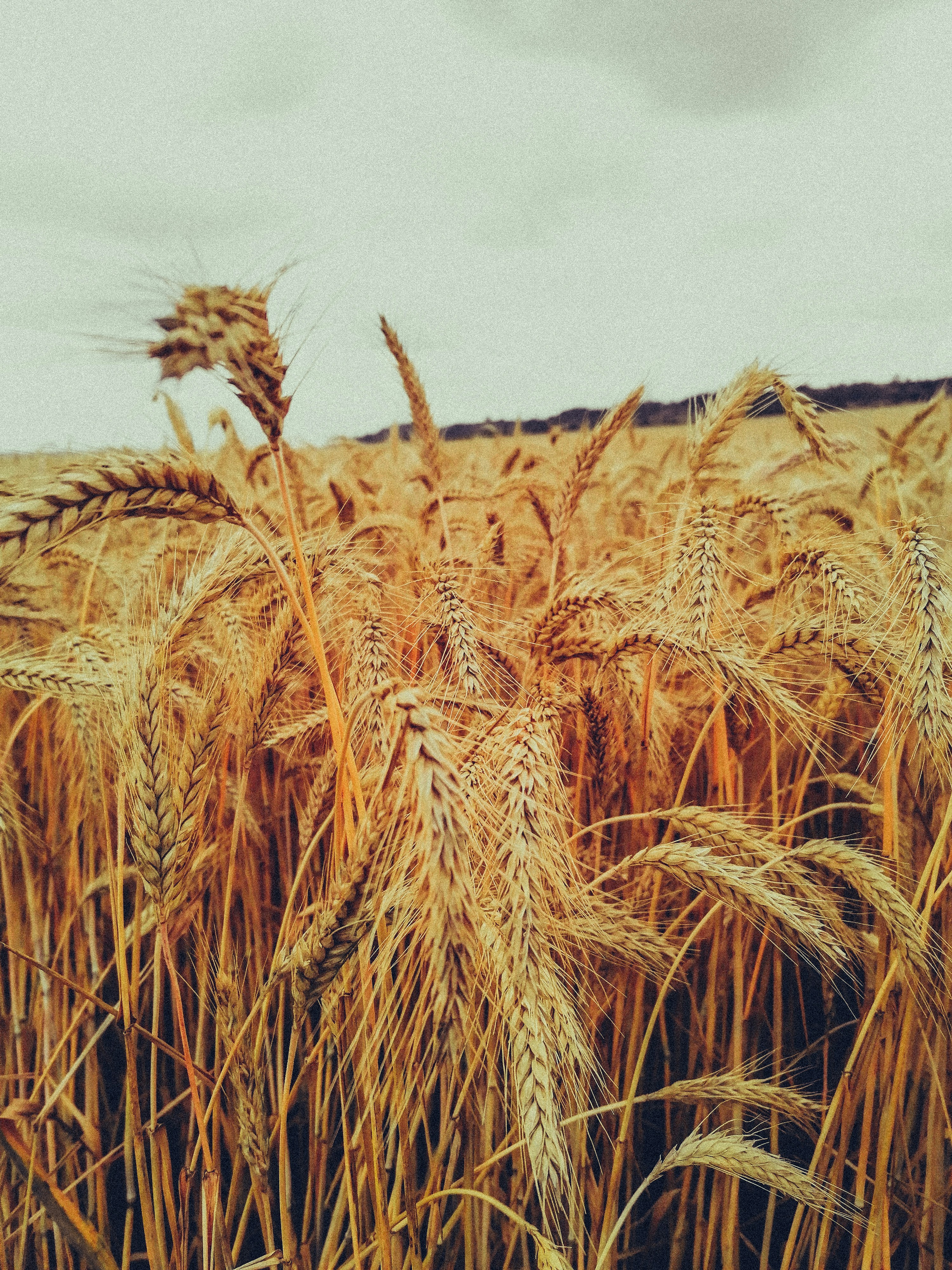 Golden wheat swaying gently in the breeze under an overcast sky, capturing the essence of a bountiful harvest season.