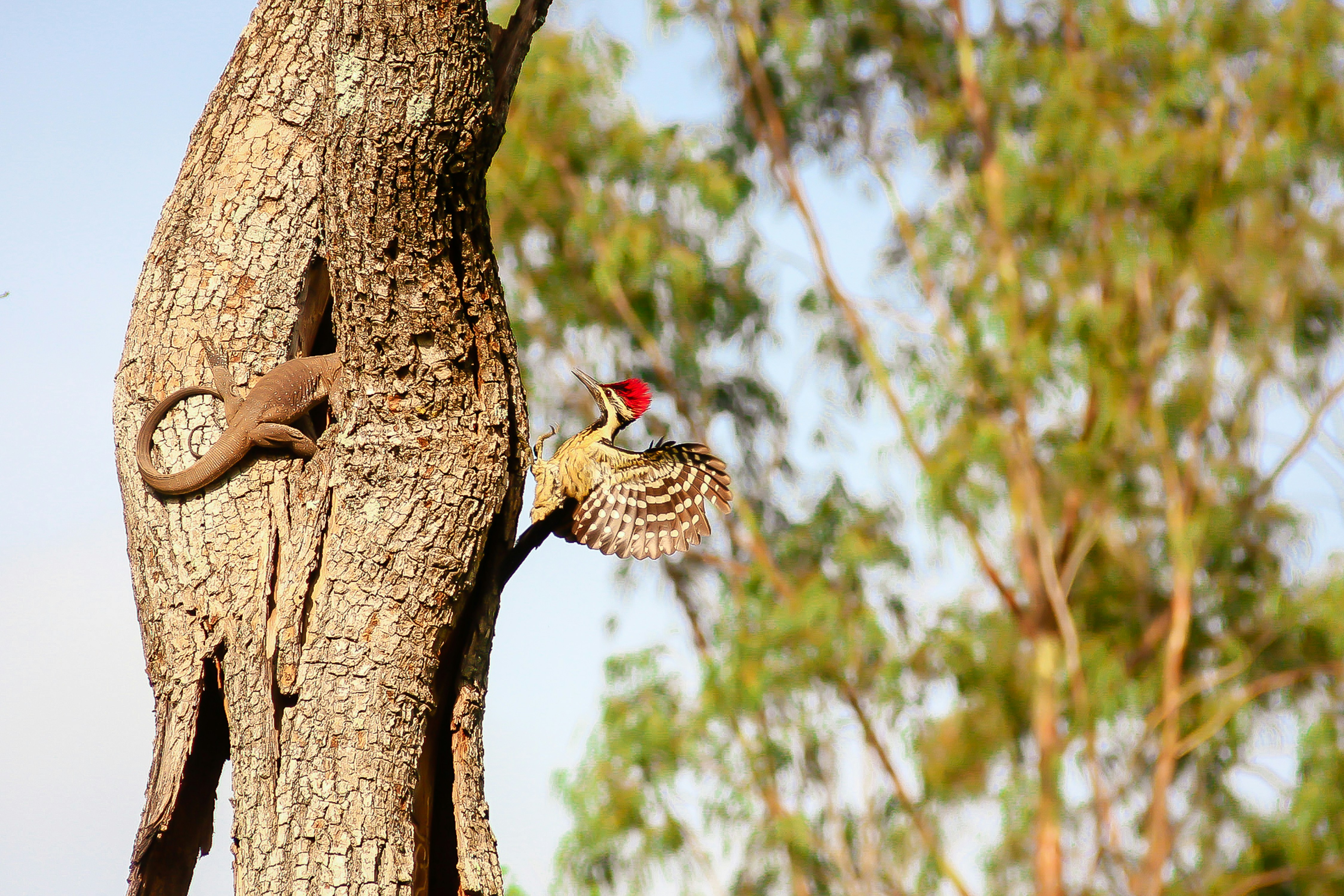 Crimson Crest at the Hollow: A Woodpecker's Moment on Weathered Bark