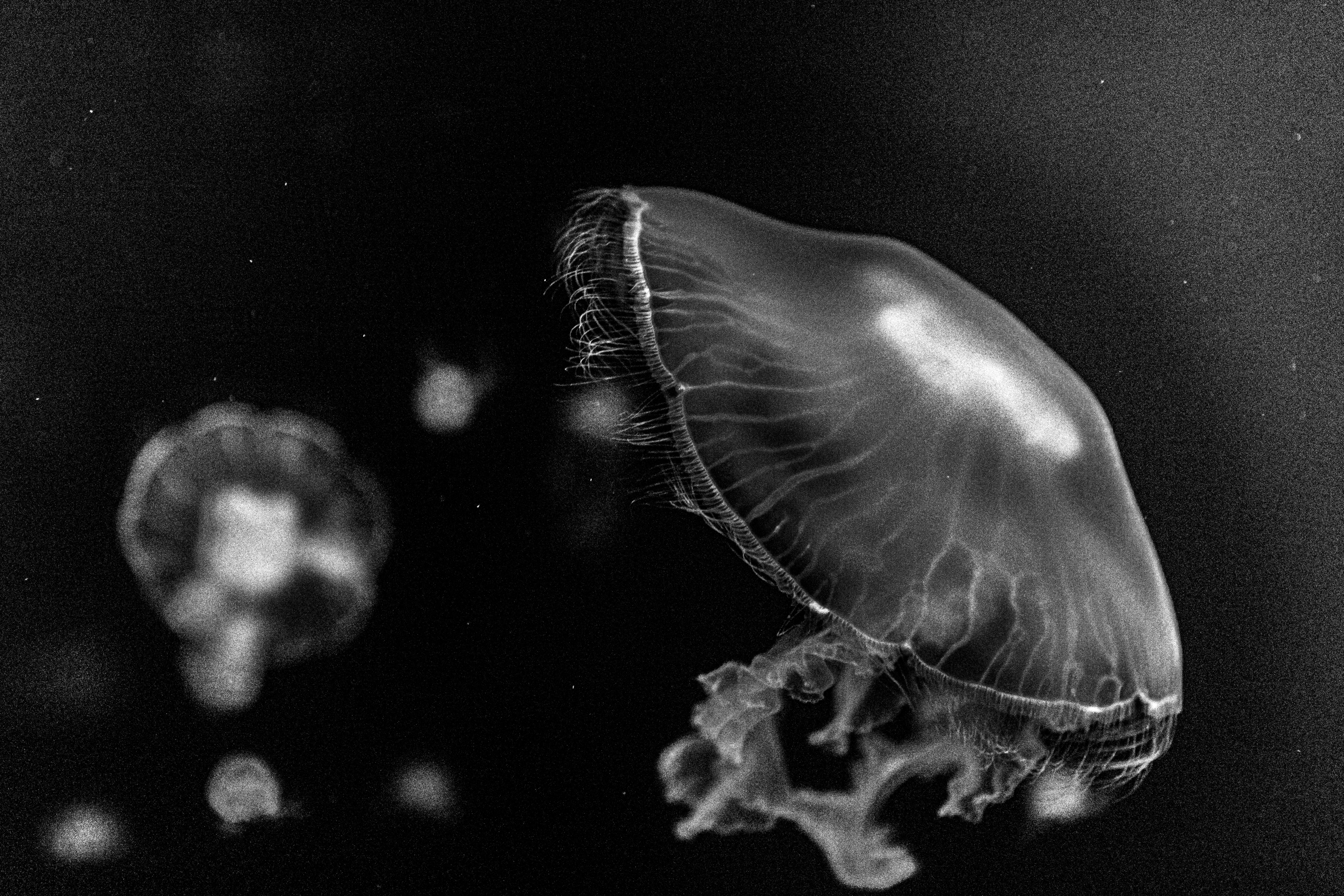 Grayscale photo of jellyfish in water photo – Free London Image on Unsplash