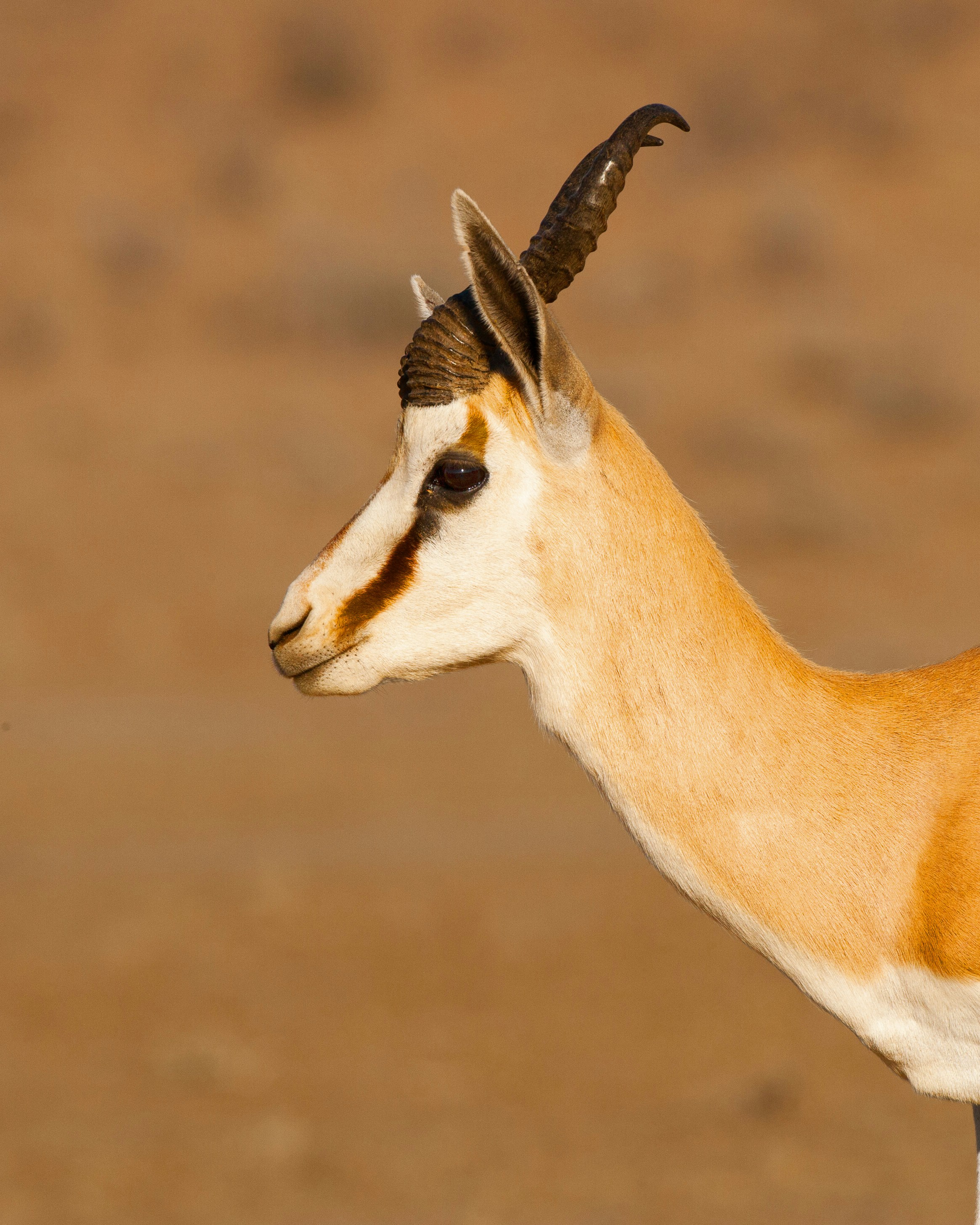 A slender gazelle stands poised in the golden light, showcasing its elegant profile against a blurred, earthy backdrop.