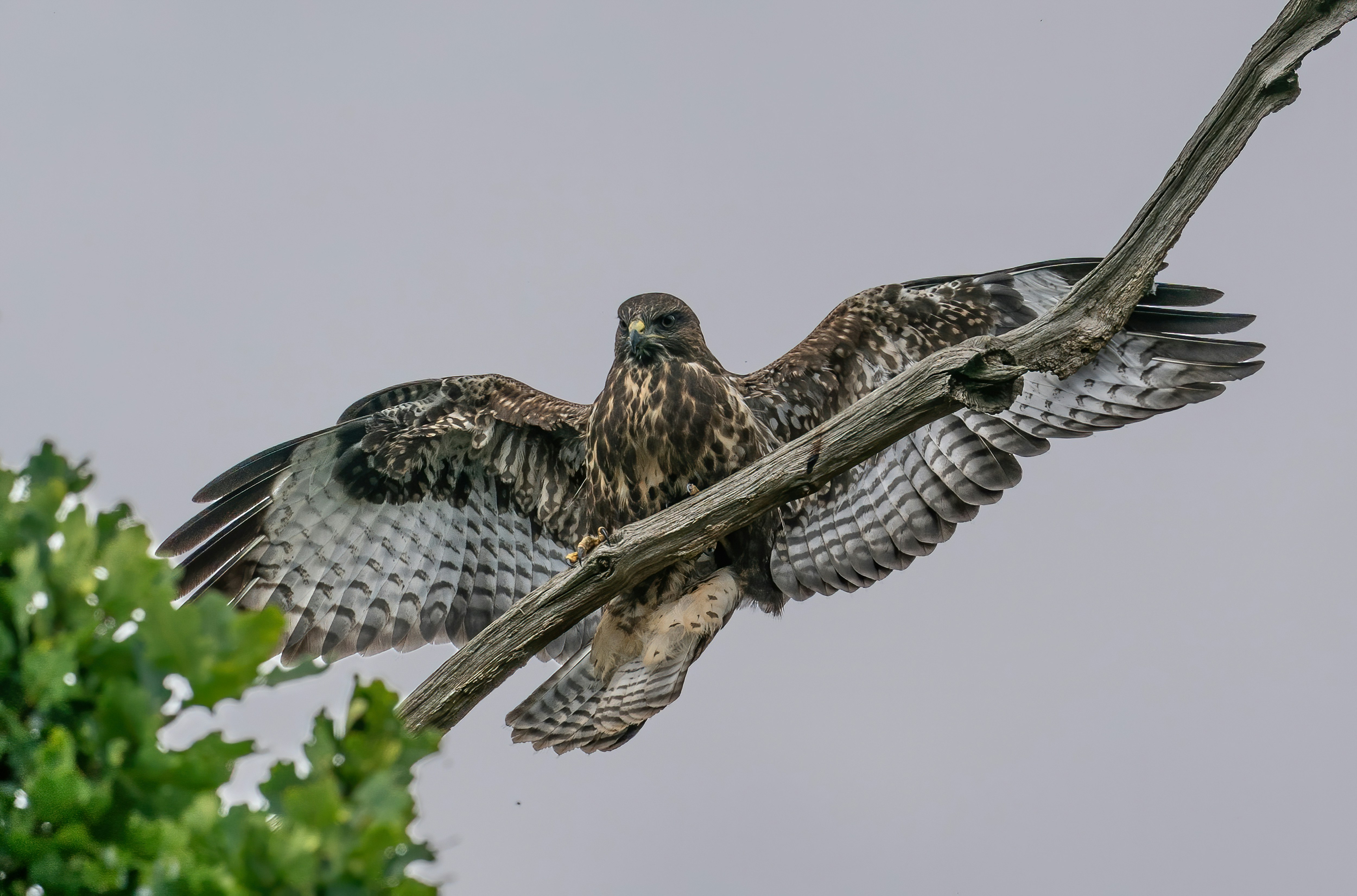 Buzzard gracefully landing on a dead branch with wings outstretched.